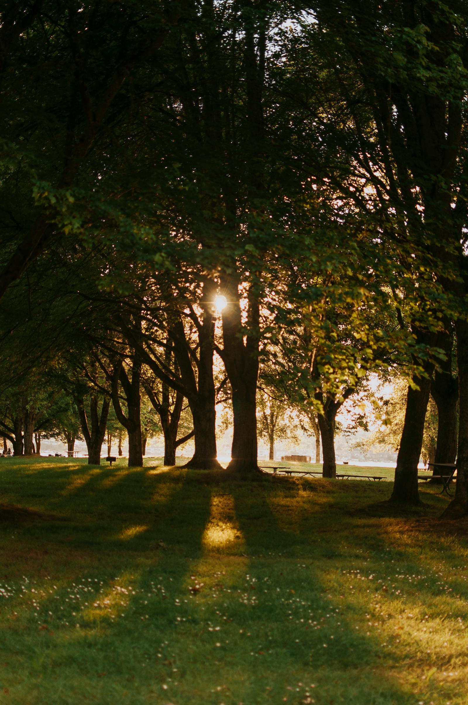 Tree Line Photos, Download The BEST Free Tree Line Stock Photos & HD Images