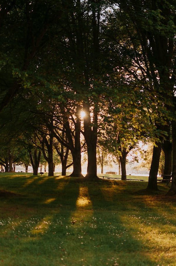 Tree Line Photos, Download The BEST Free Tree Line Stock Photos & HD Images