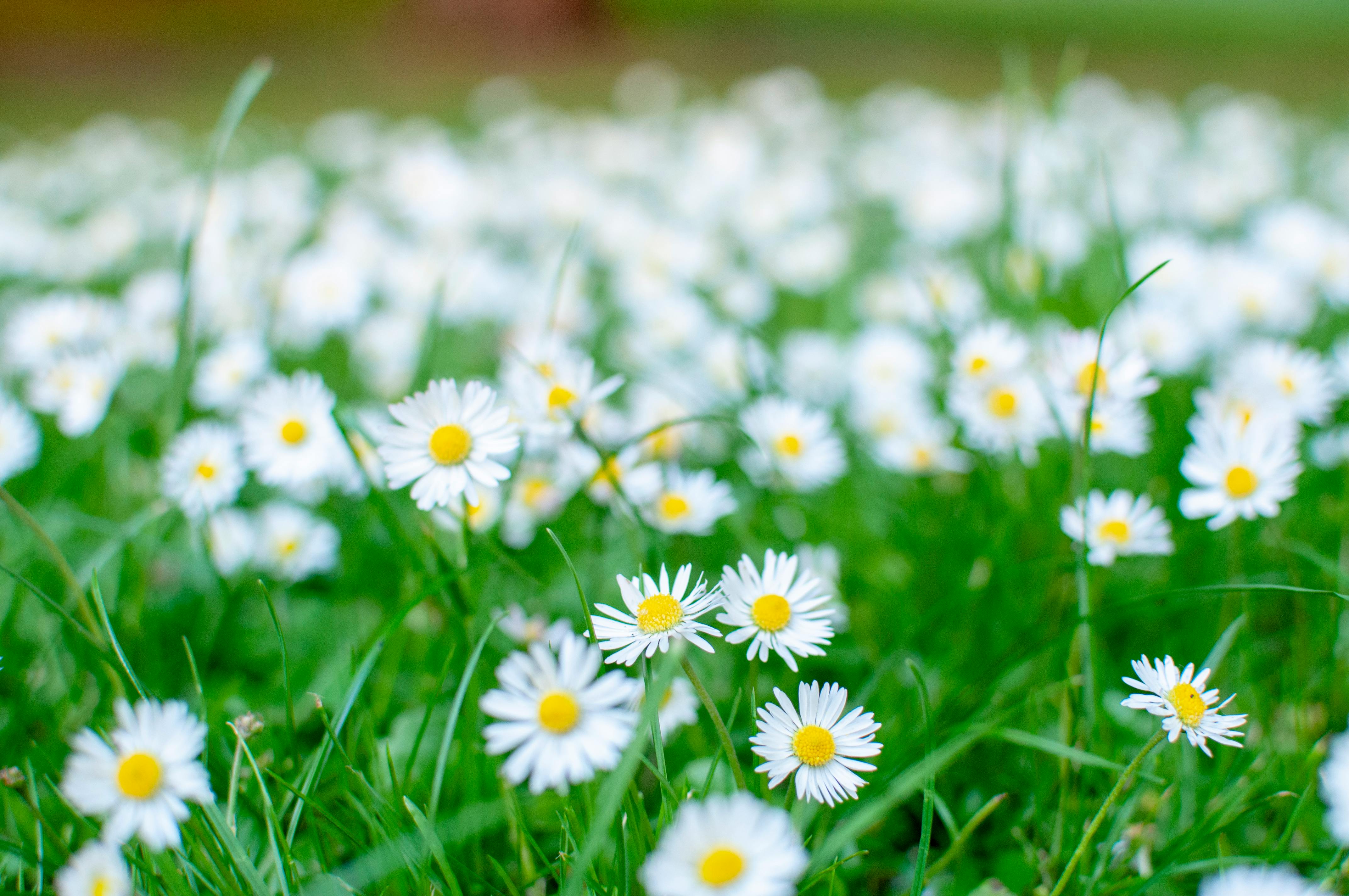 Field of Fresh Daisies in Blooming Springtime · Free Stock Photo