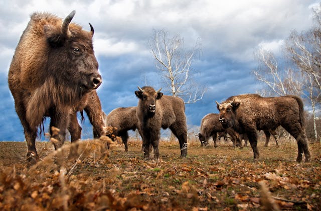 Indian Bison Animal: Diet and Cultural Importance Explained