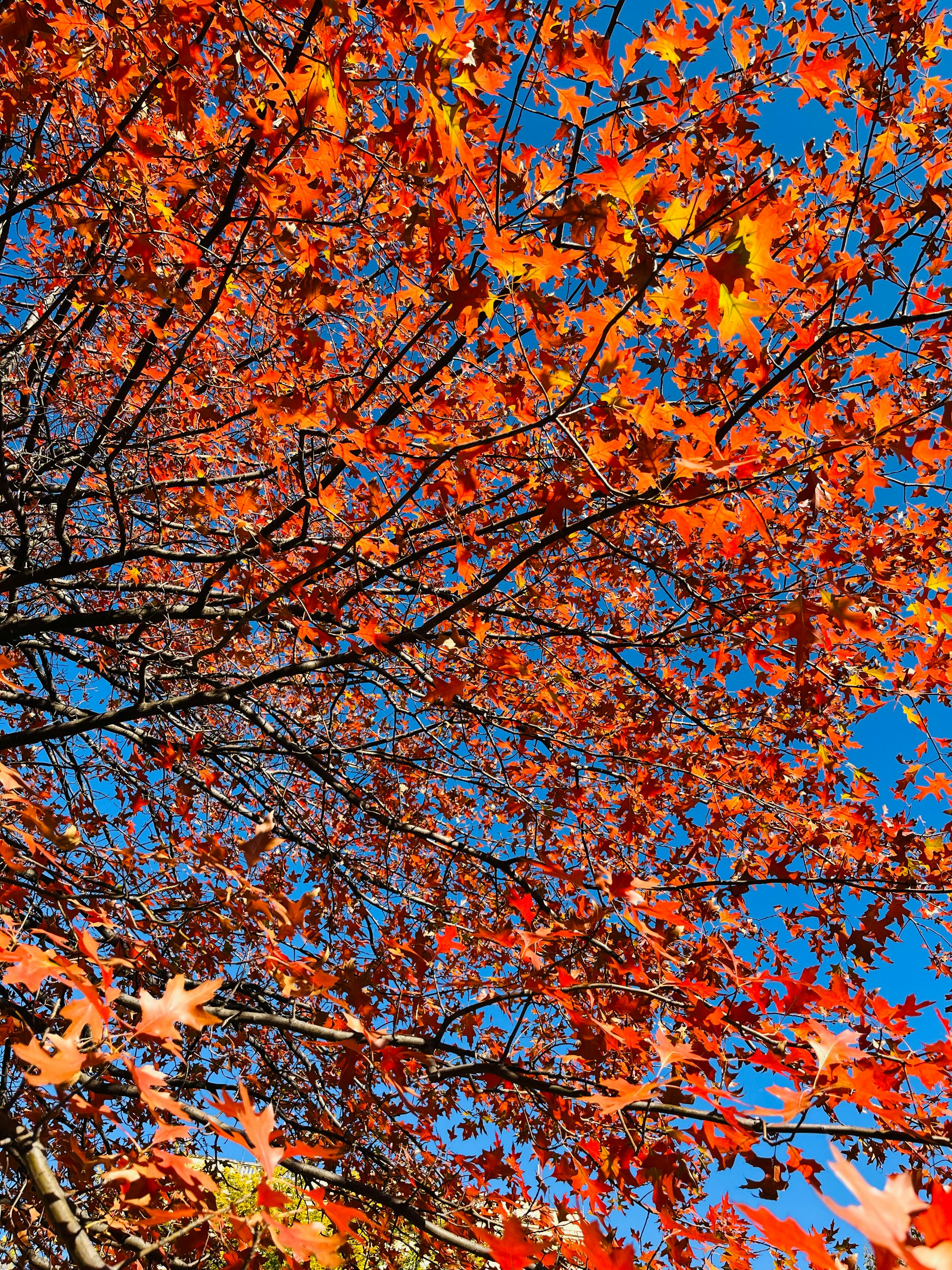 Vibrant Autumn Leaves Against a Clear Blue Sky · Free Stock Photo