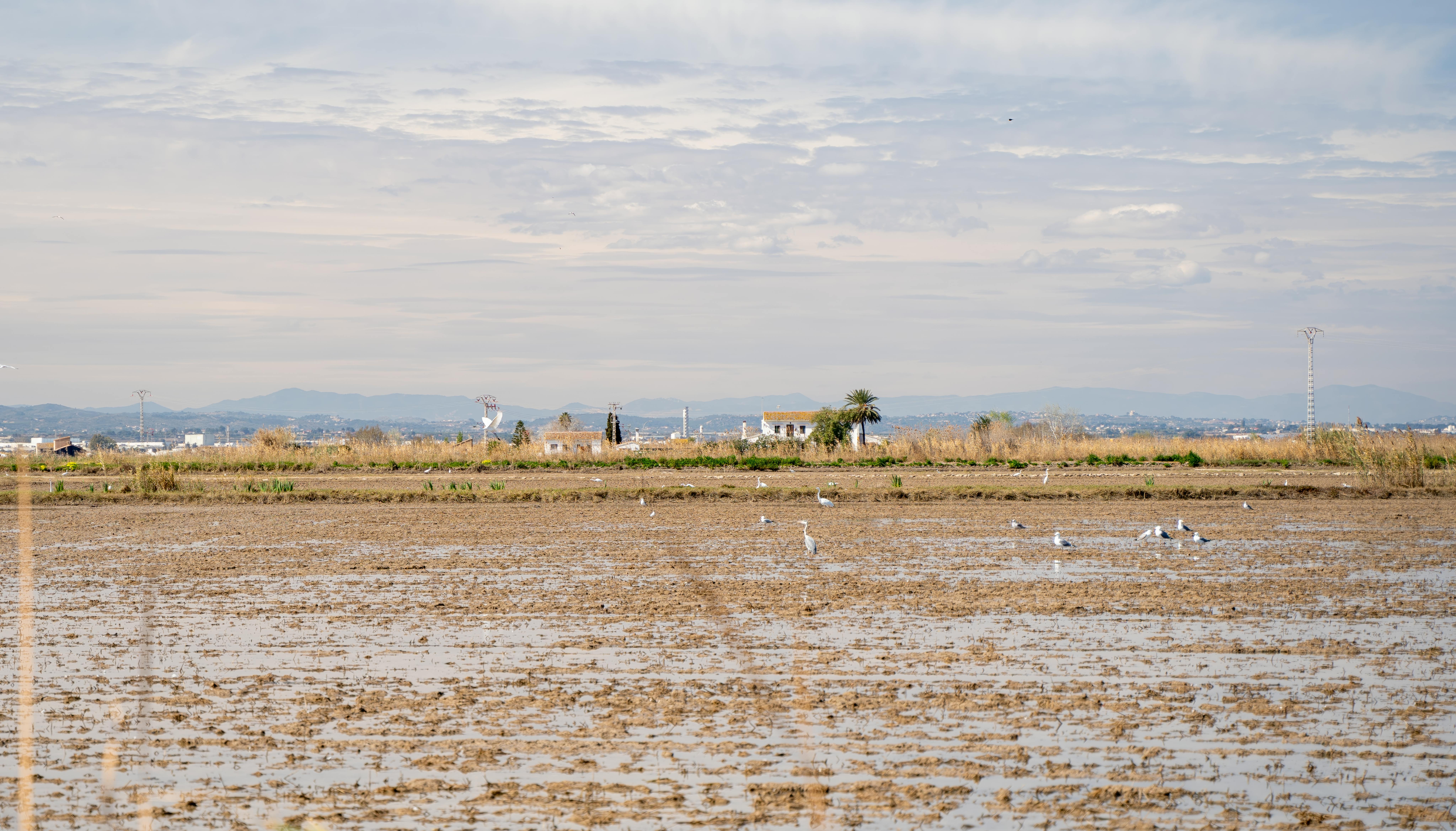 Scenic Albufera Wetlands in Valencia, Spain · Free Stock Photo
