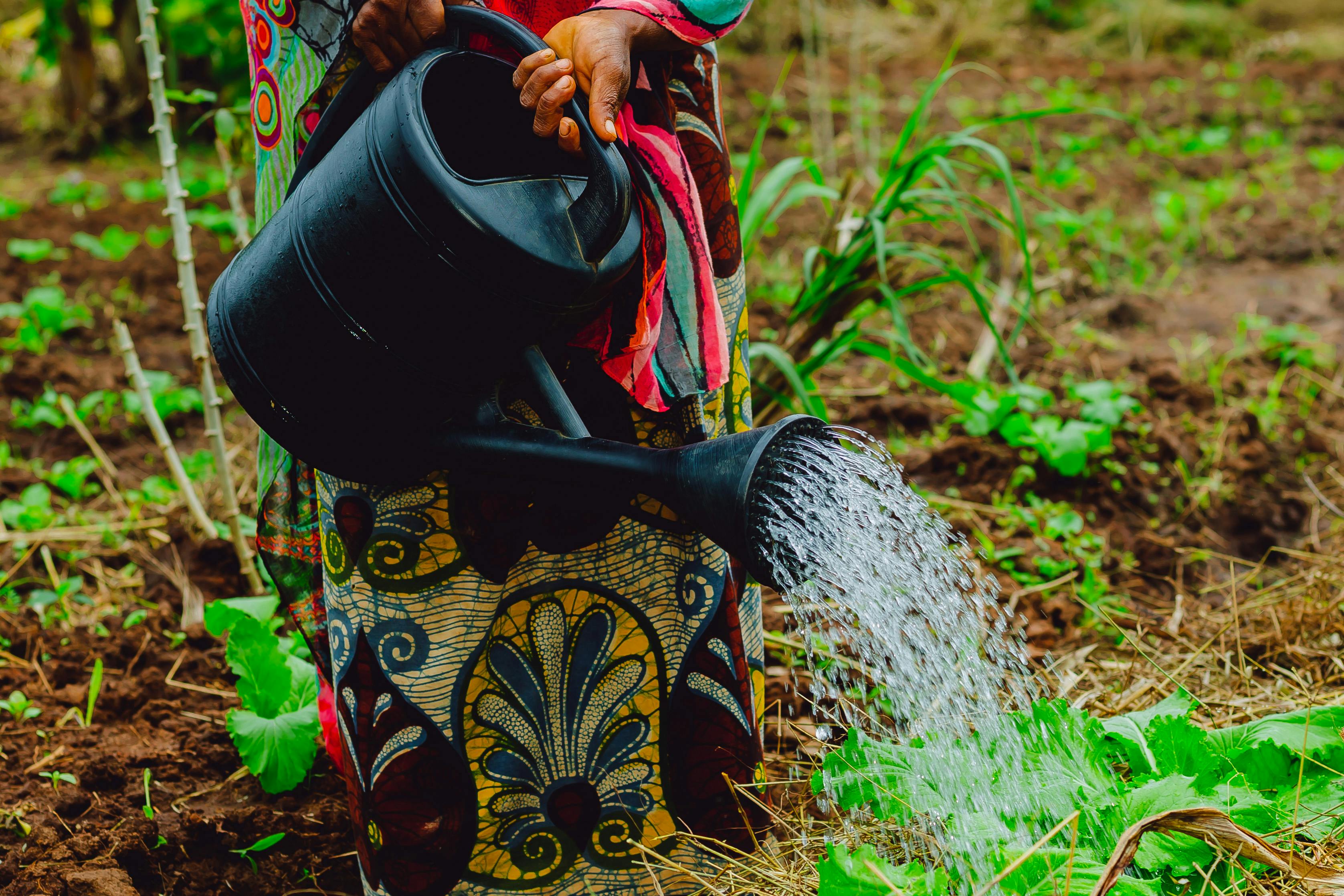 Mujer Regando Plantas En Una Granja De Tanzania · Foto de stock gratuita