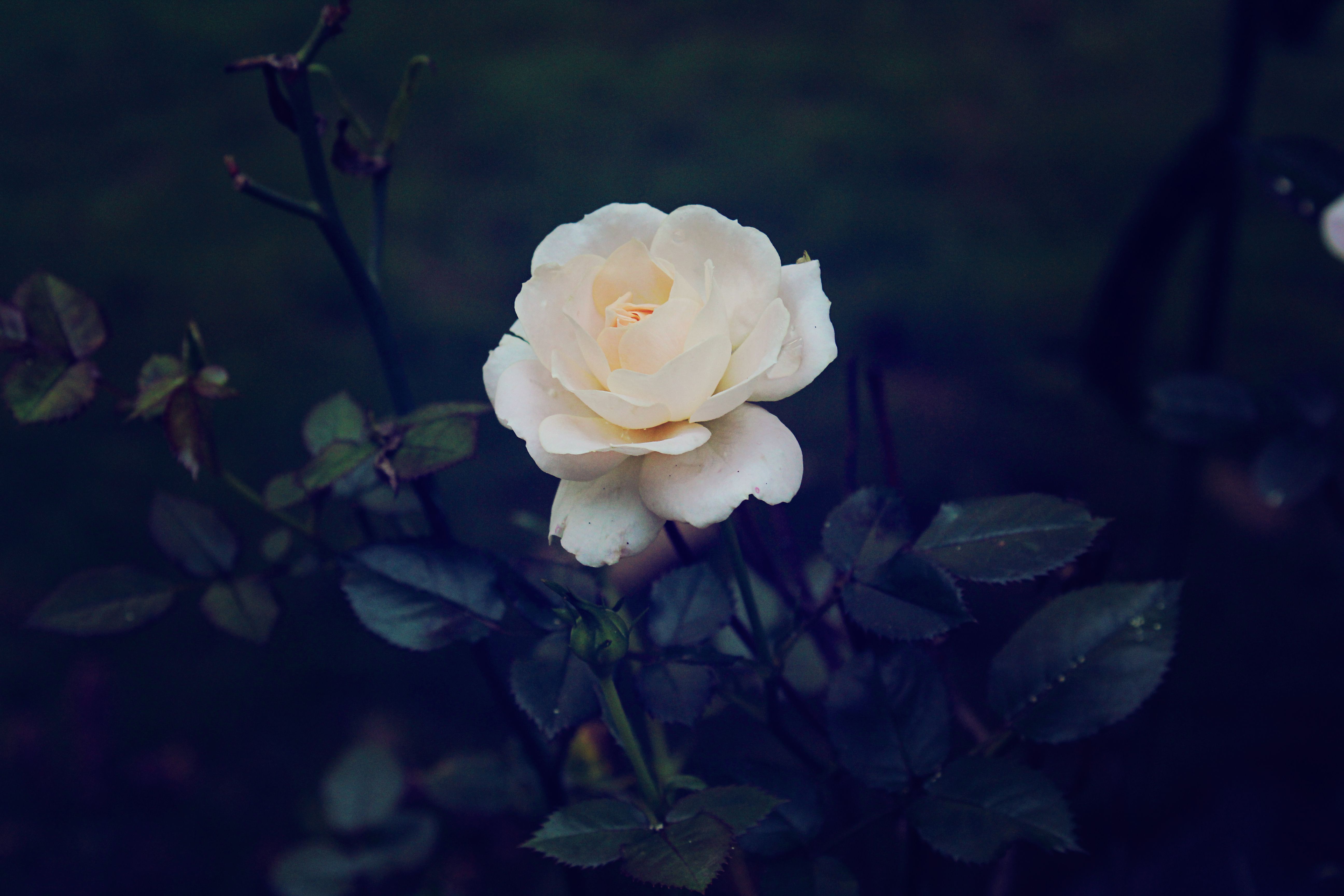 Serene White Rose in Bloom Captured Outdoors · Free Stock Photo