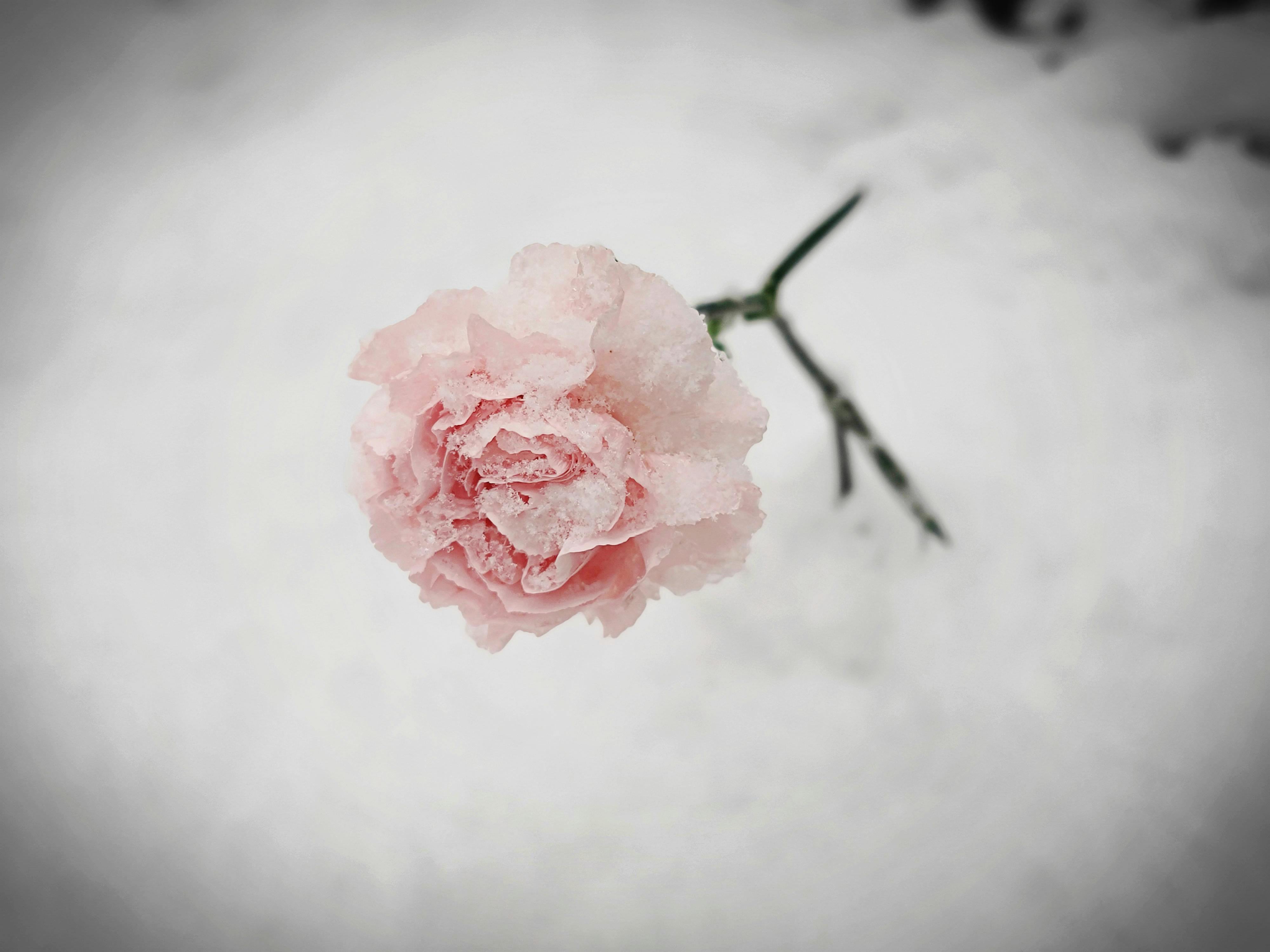 Pink Carnation in Snow Close-Up · Free Stock Photo