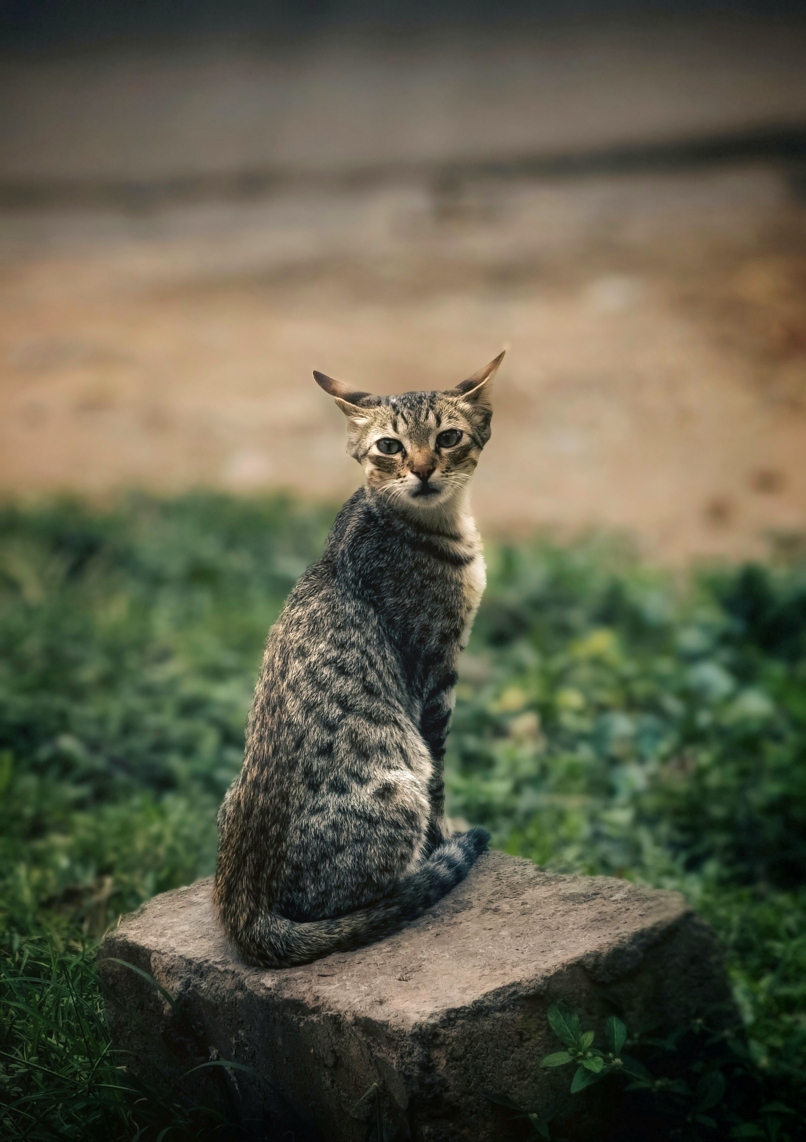 Serene Tabby Cat in Natural Habitat · Free Stock Photo