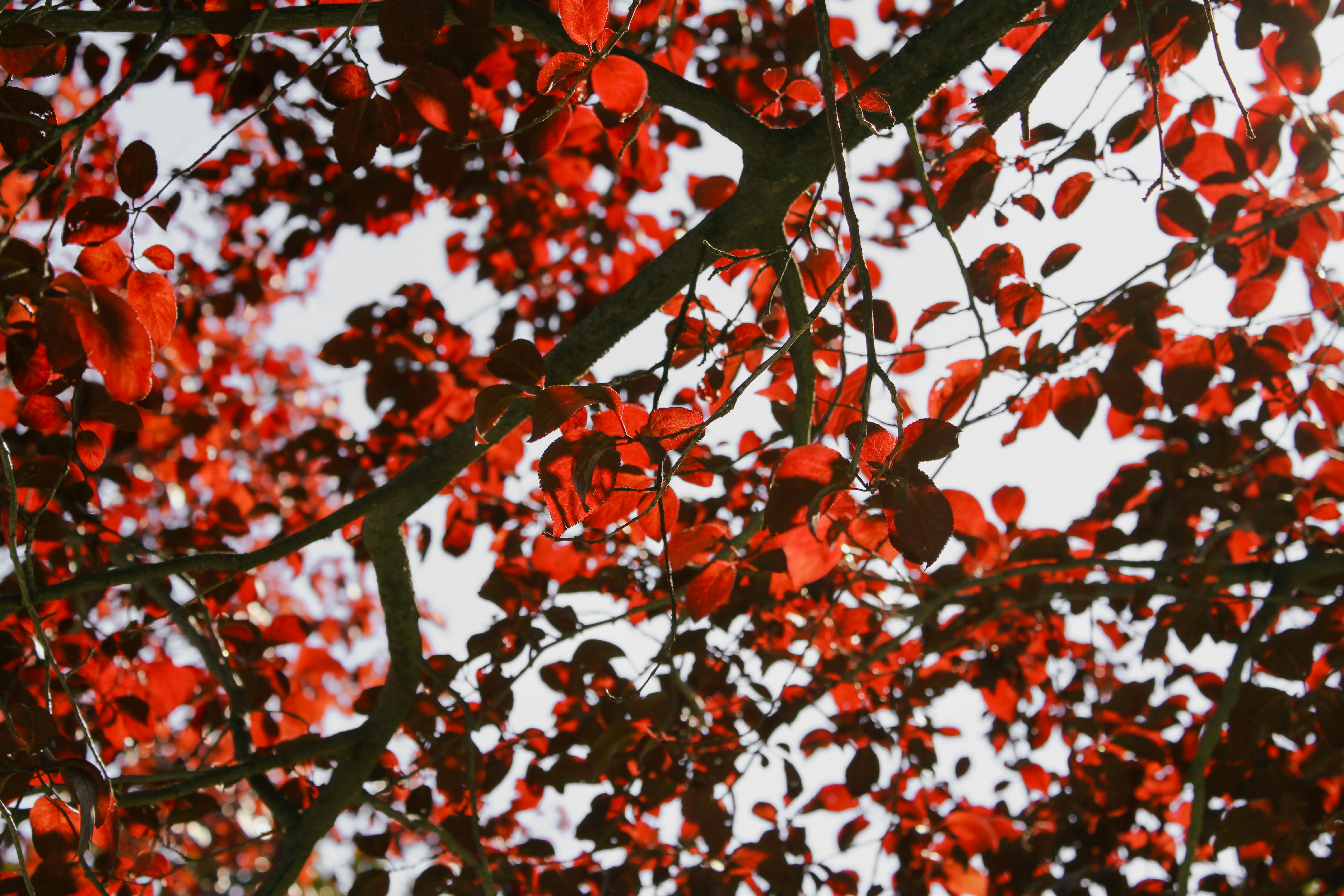 Imagine de stoc gratuită cu arbore, autumnal, baldachin de frunze ...