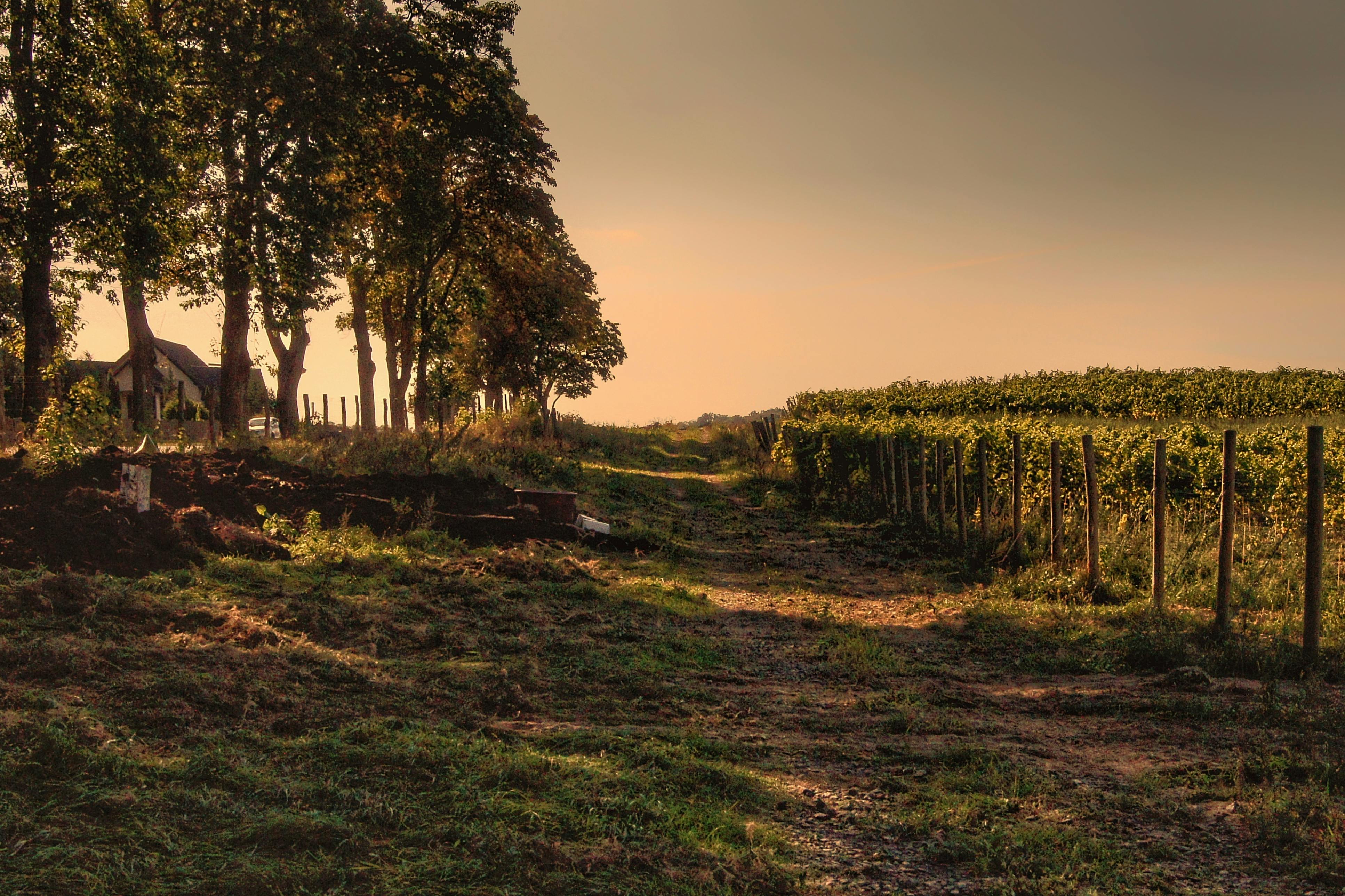 Rustic Countryside Pathway at Sunset · Free Stock Photo