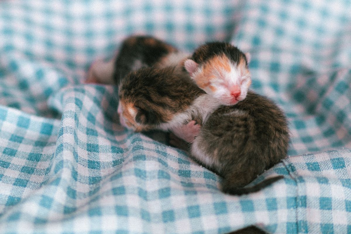 Cute Puppies And Kittens Photos, Download The BEST Free Cute Puppies ...