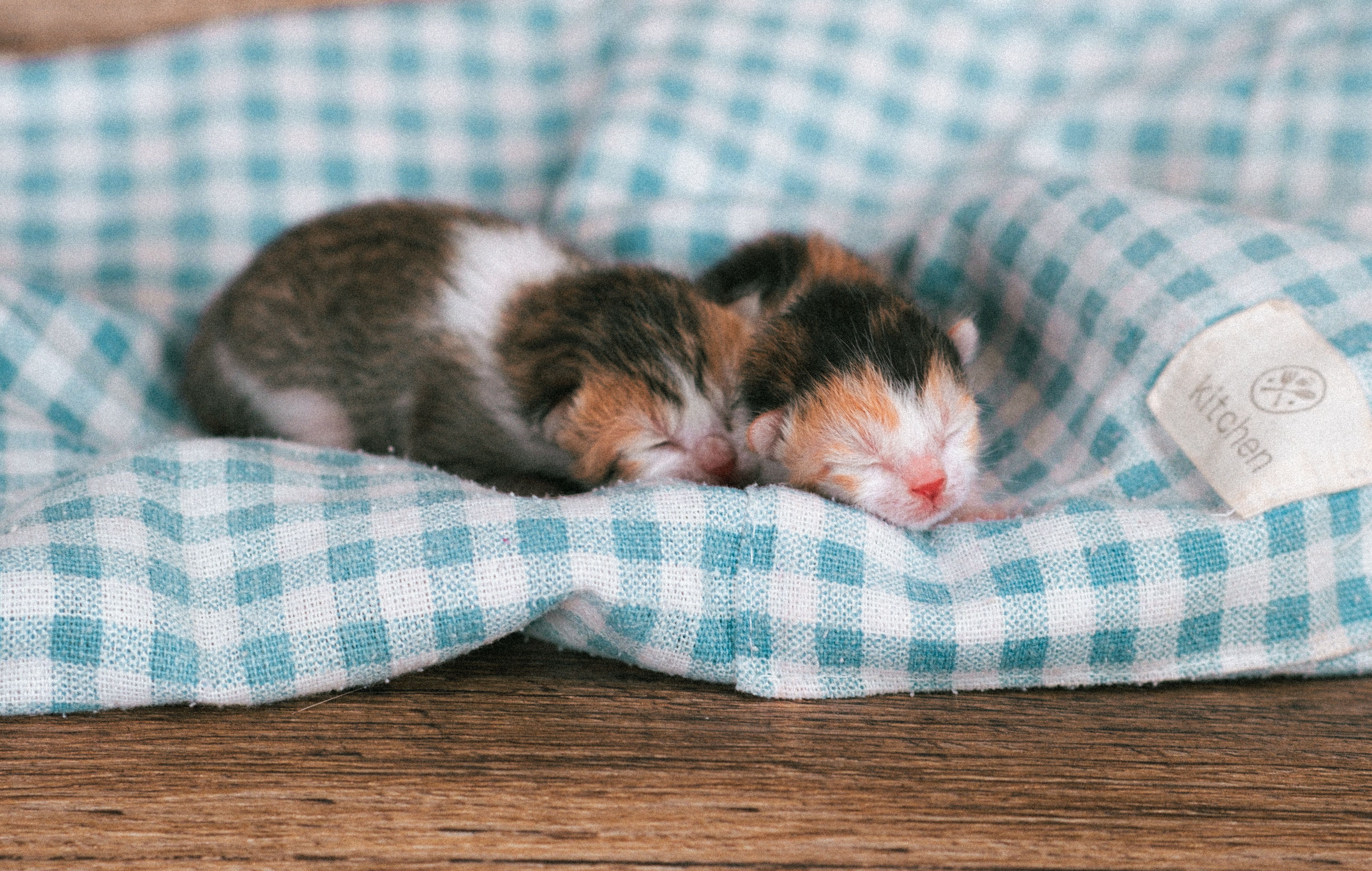 Adorable Newborn Kittens Resting Together · Free Stock Photo
