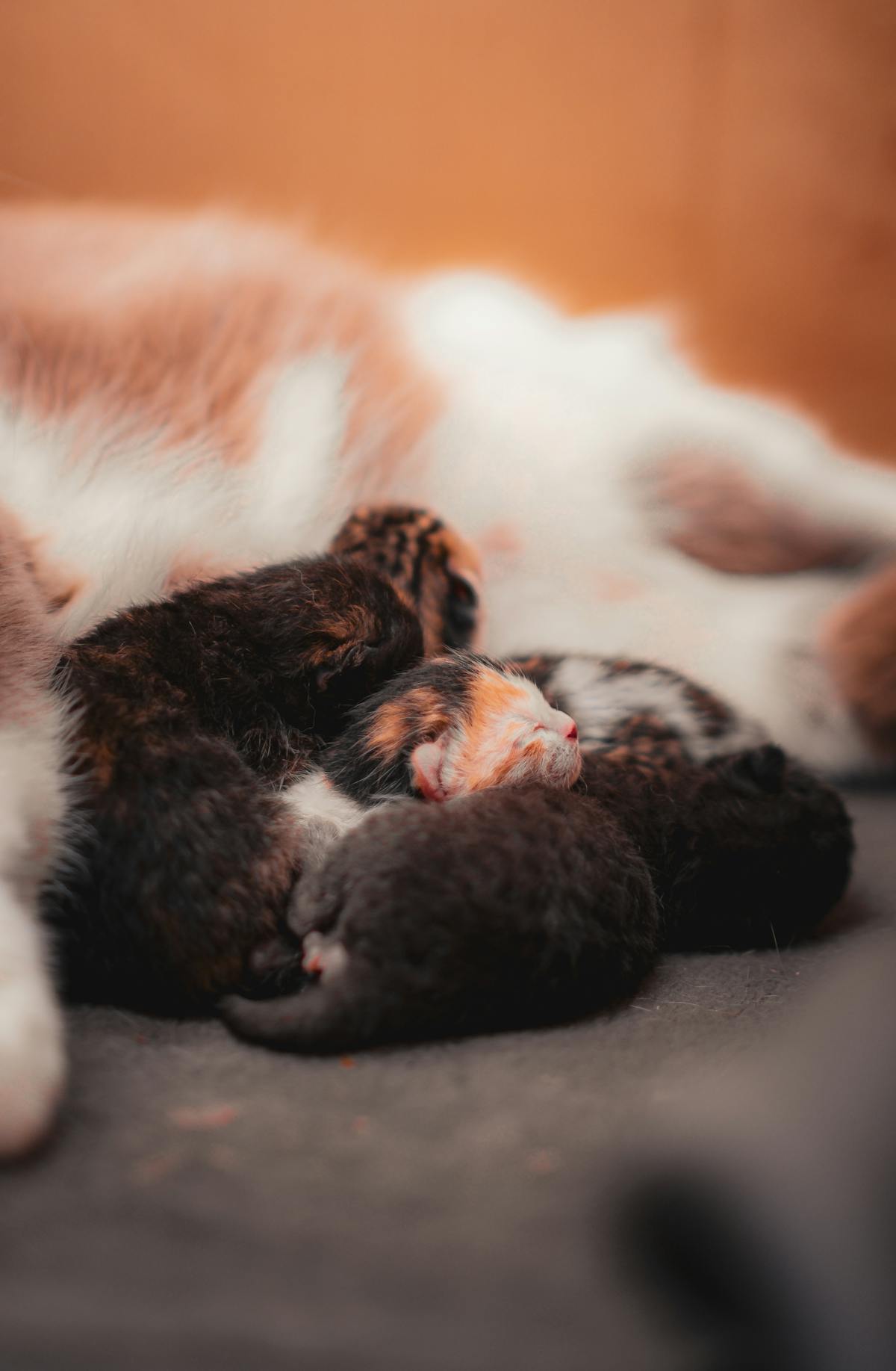 Cute Puppies And Kittens Photos, Download The BEST Free Cute Puppies ...