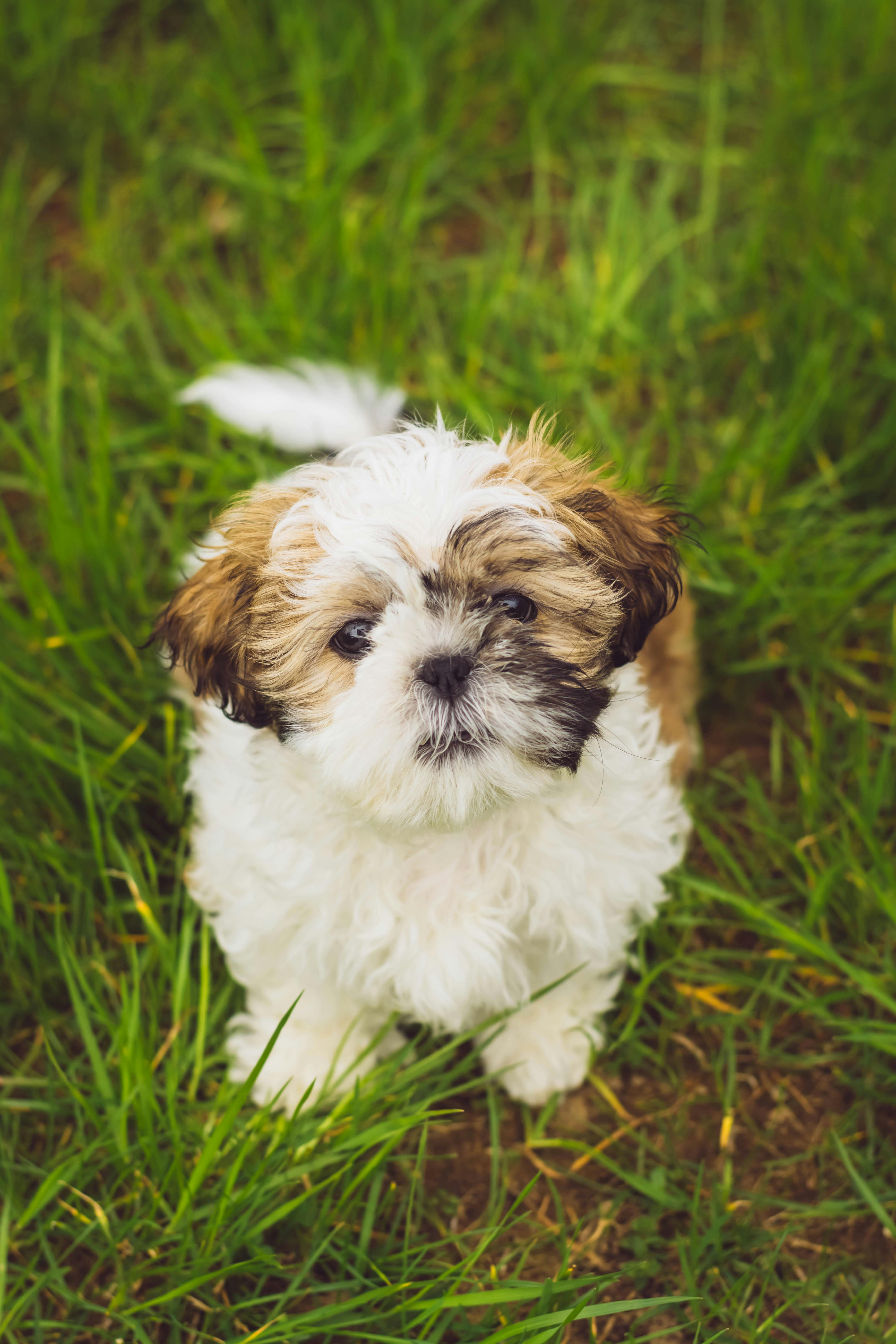 Filhote De Cachorro Shih Tzu Fofo Sentado Na Grama · Foto profissional ...