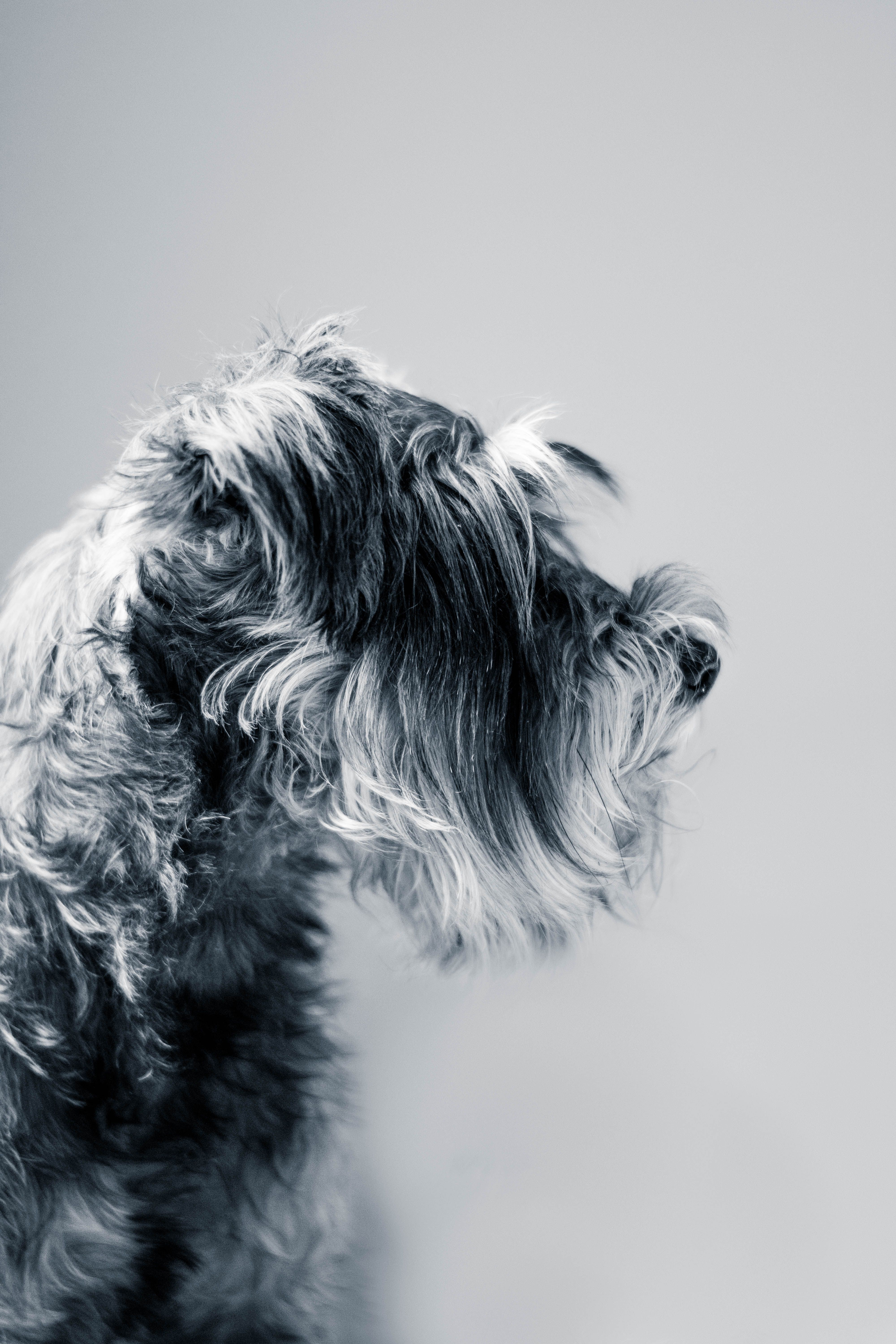 Side Profile of a Schnauzer Dog in Black and White · Free Stock Photo