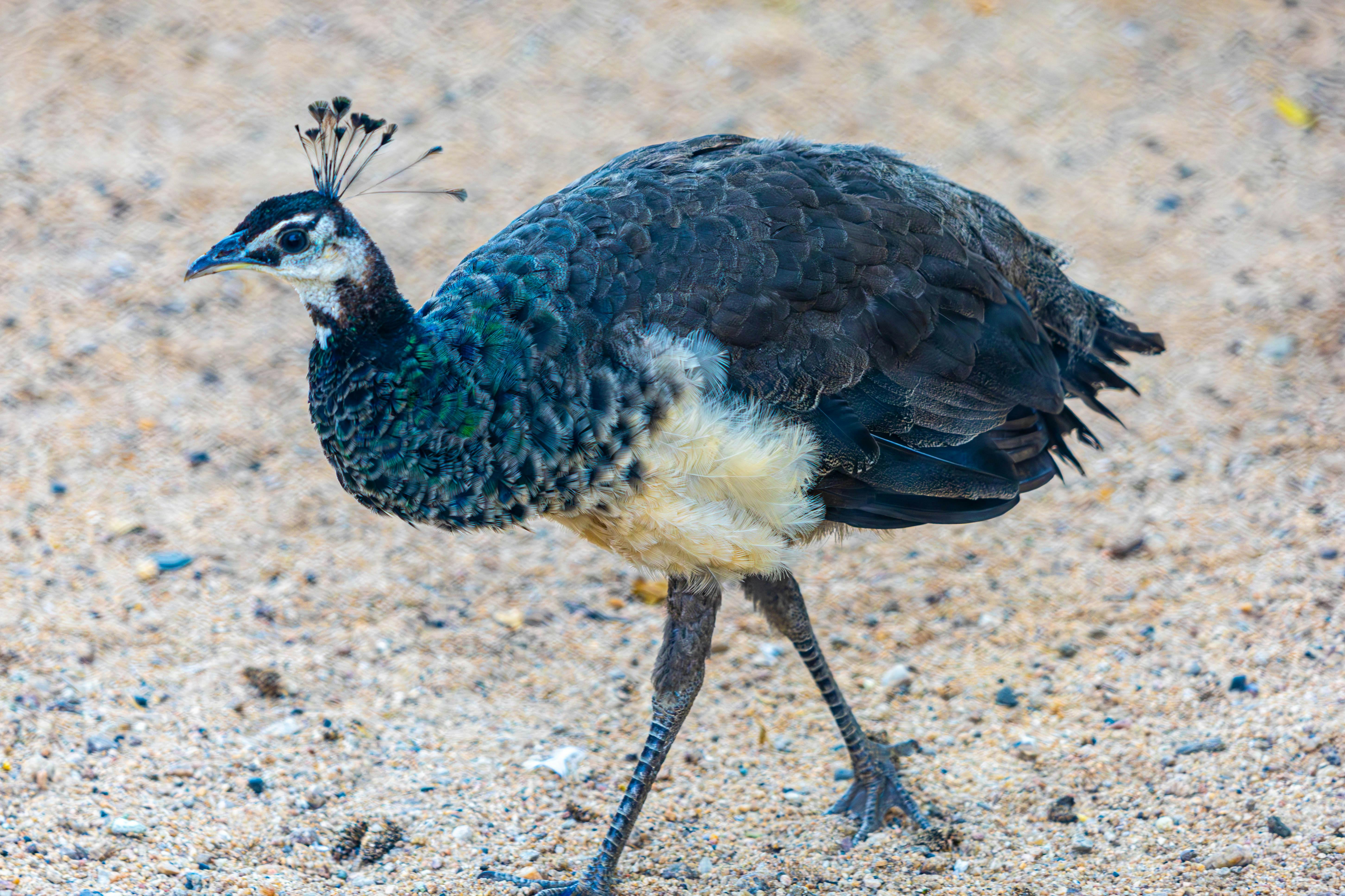 Portrait of a Peahen in its Natural Habitat · Free Stock Photo