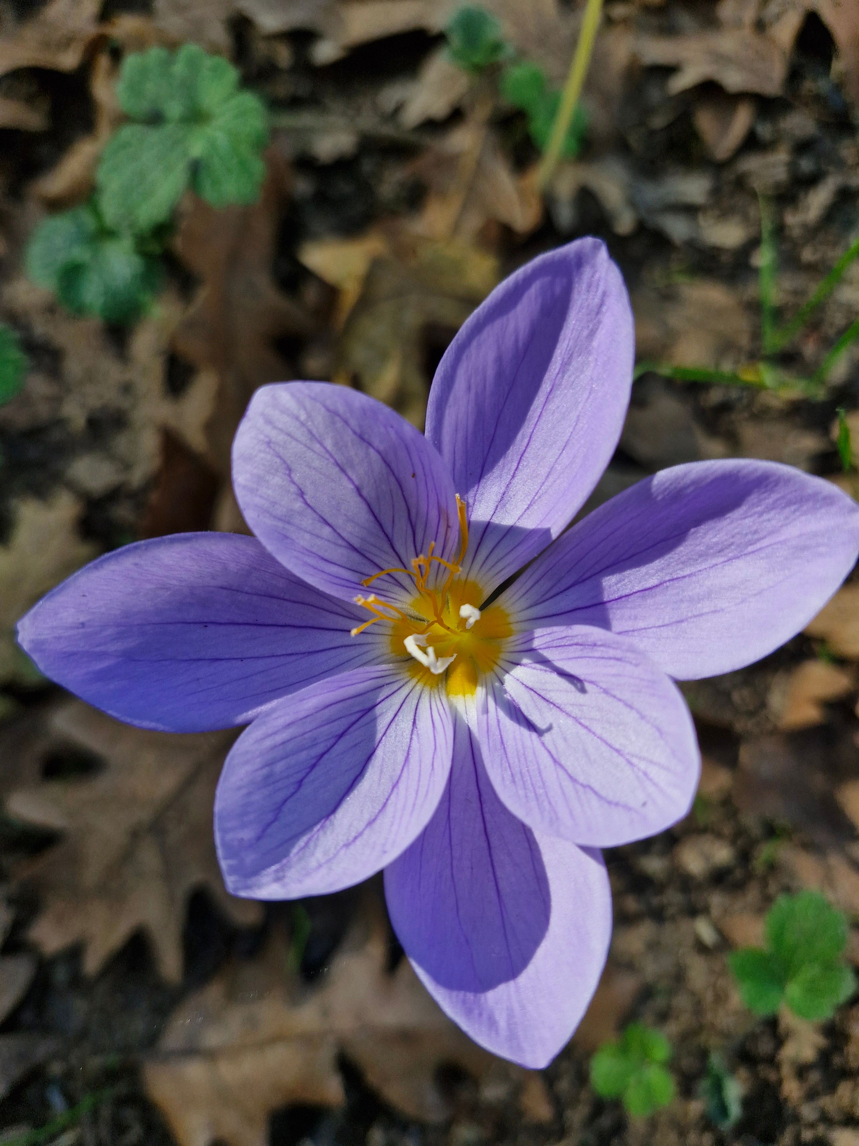 Crocus Petals Photos, Download The BEST Free Crocus Petals Stock Photos ...