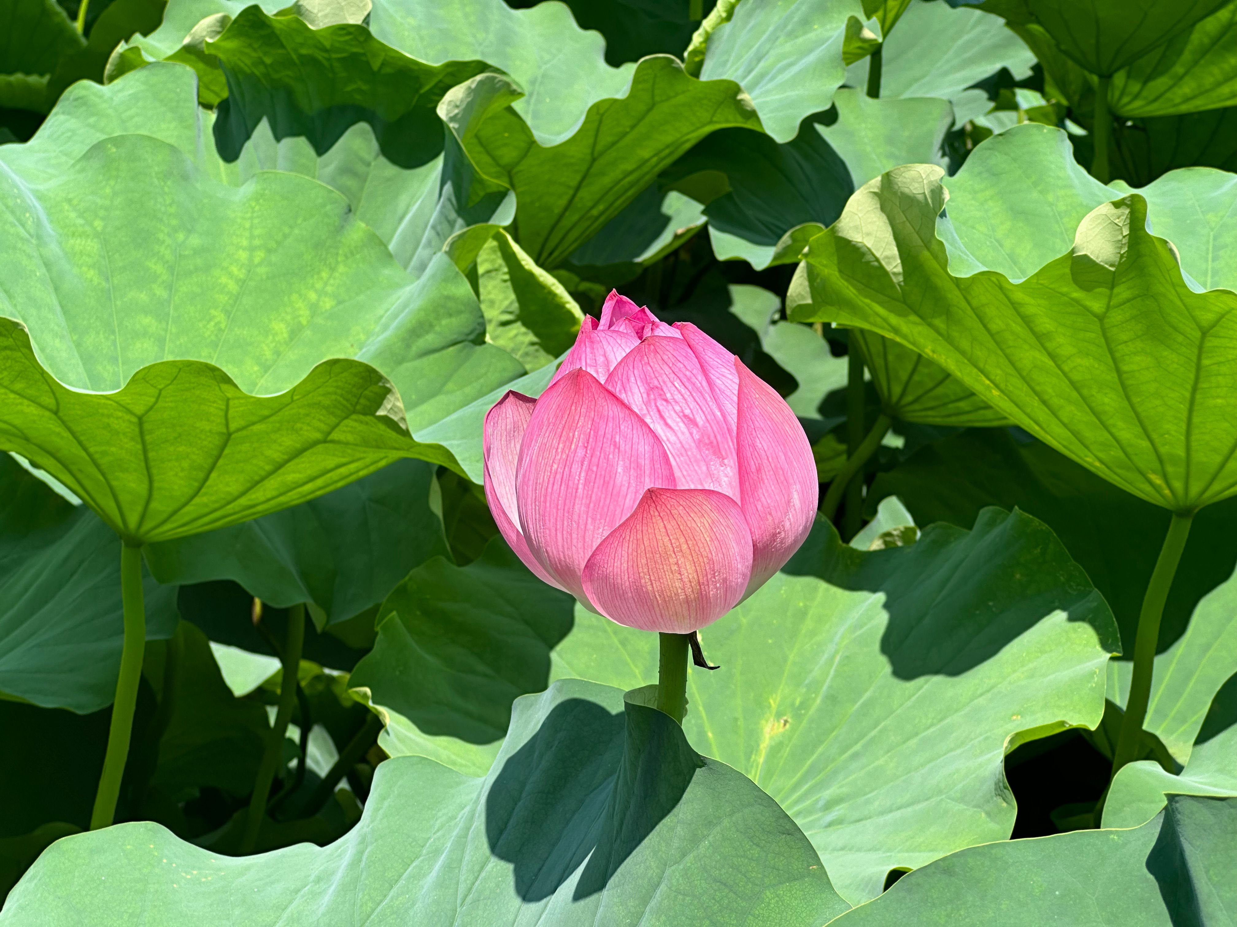 Vibrant Pink Lotus Bloom Amidst Lush Green Leaves · Free Stock Photo