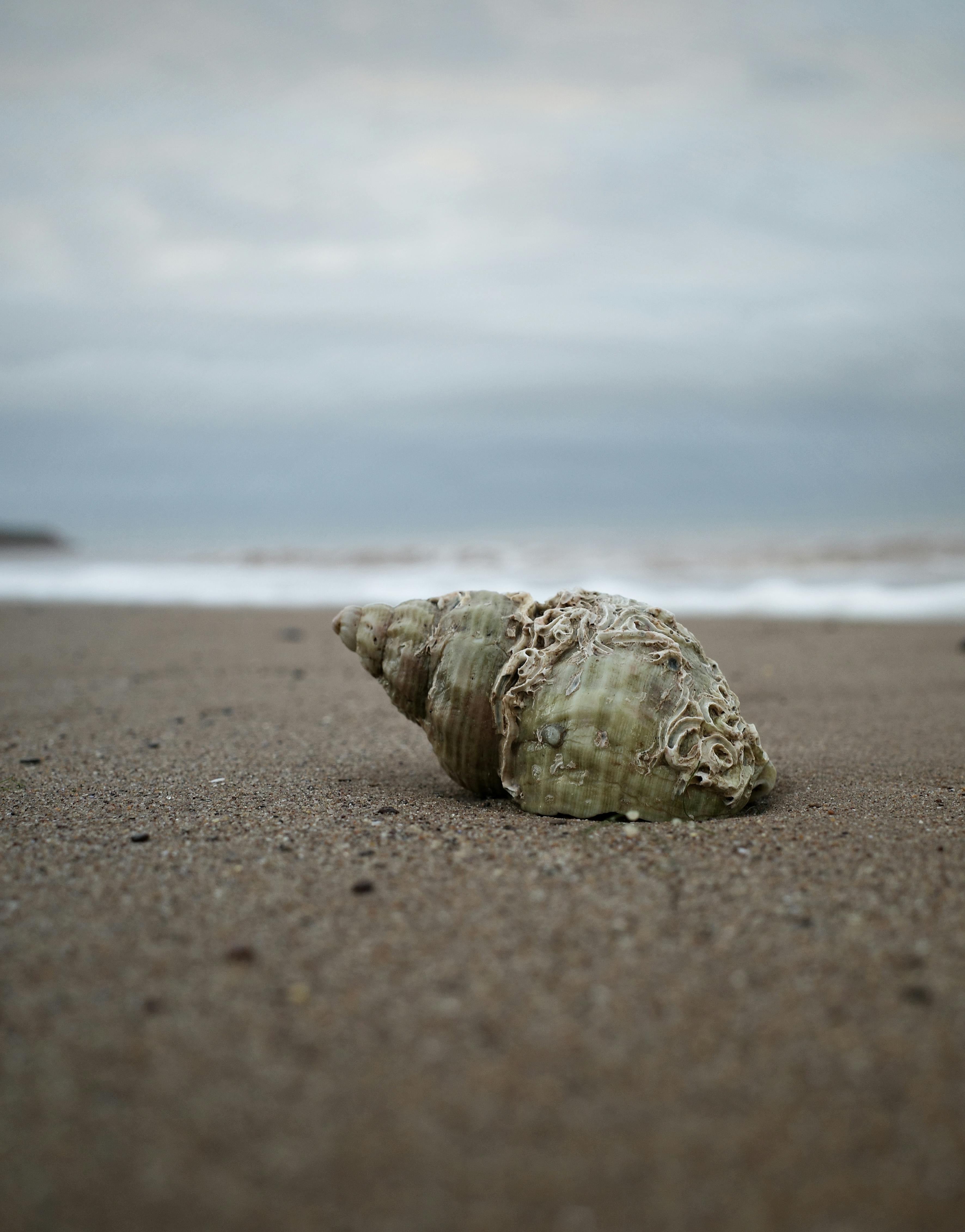 Sea Shells On The Beach Photos, Download The BEST Free Sea Shells On ...