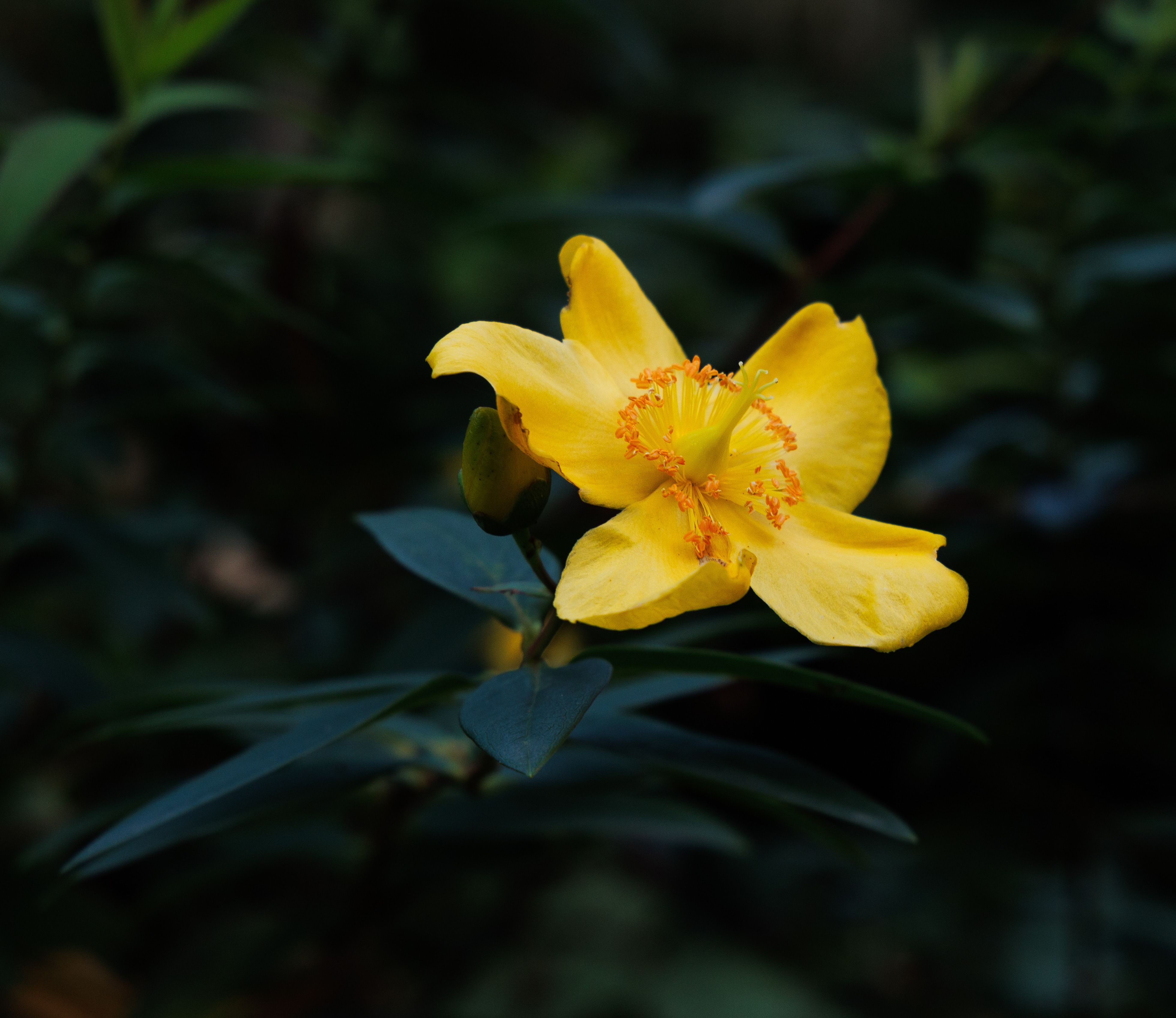 Bright Yellow Flower in Natural Setting · Free Stock Photo