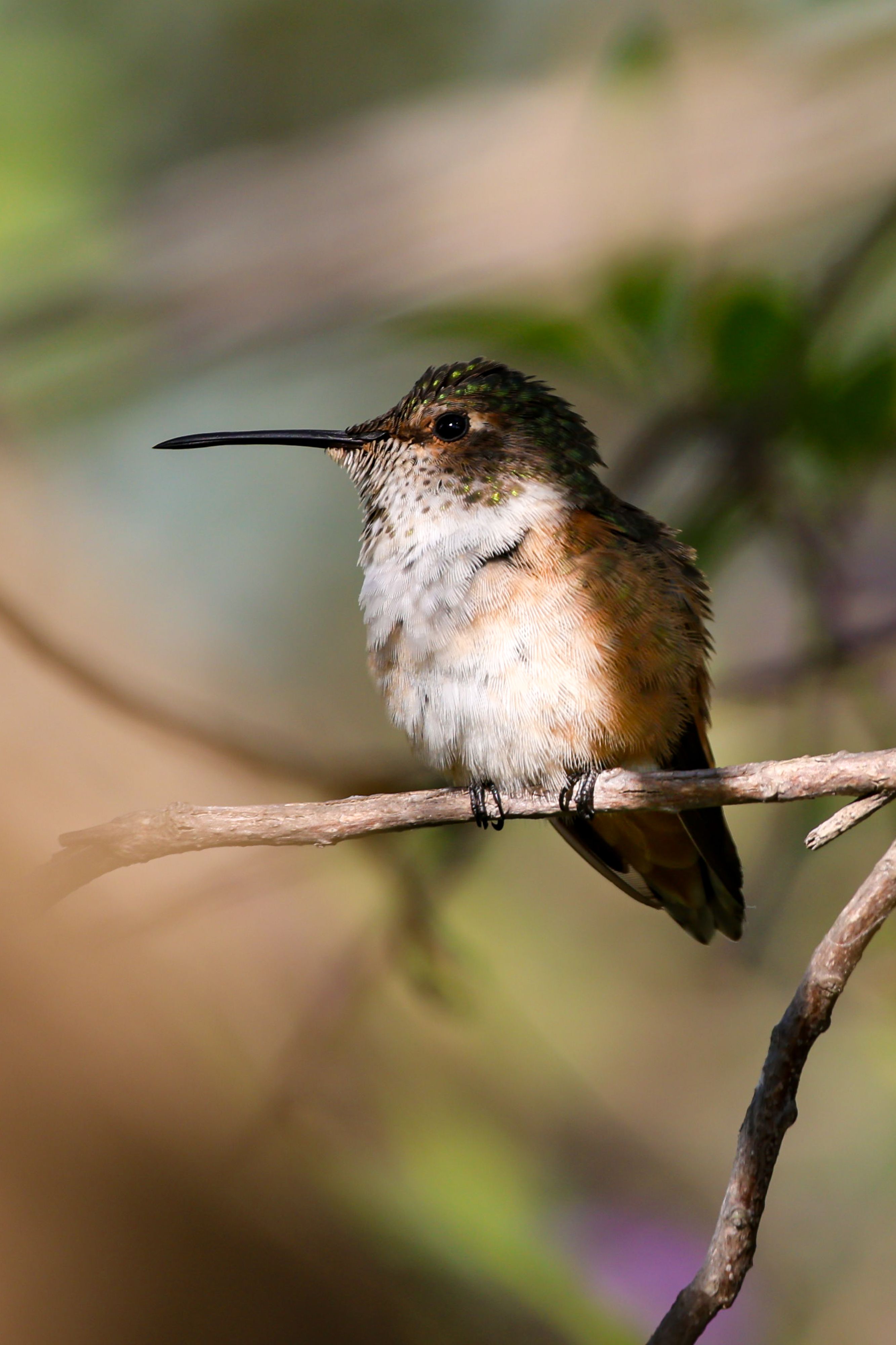 Close-Up of a Hummingbird on a Branch · Free Stock Photo