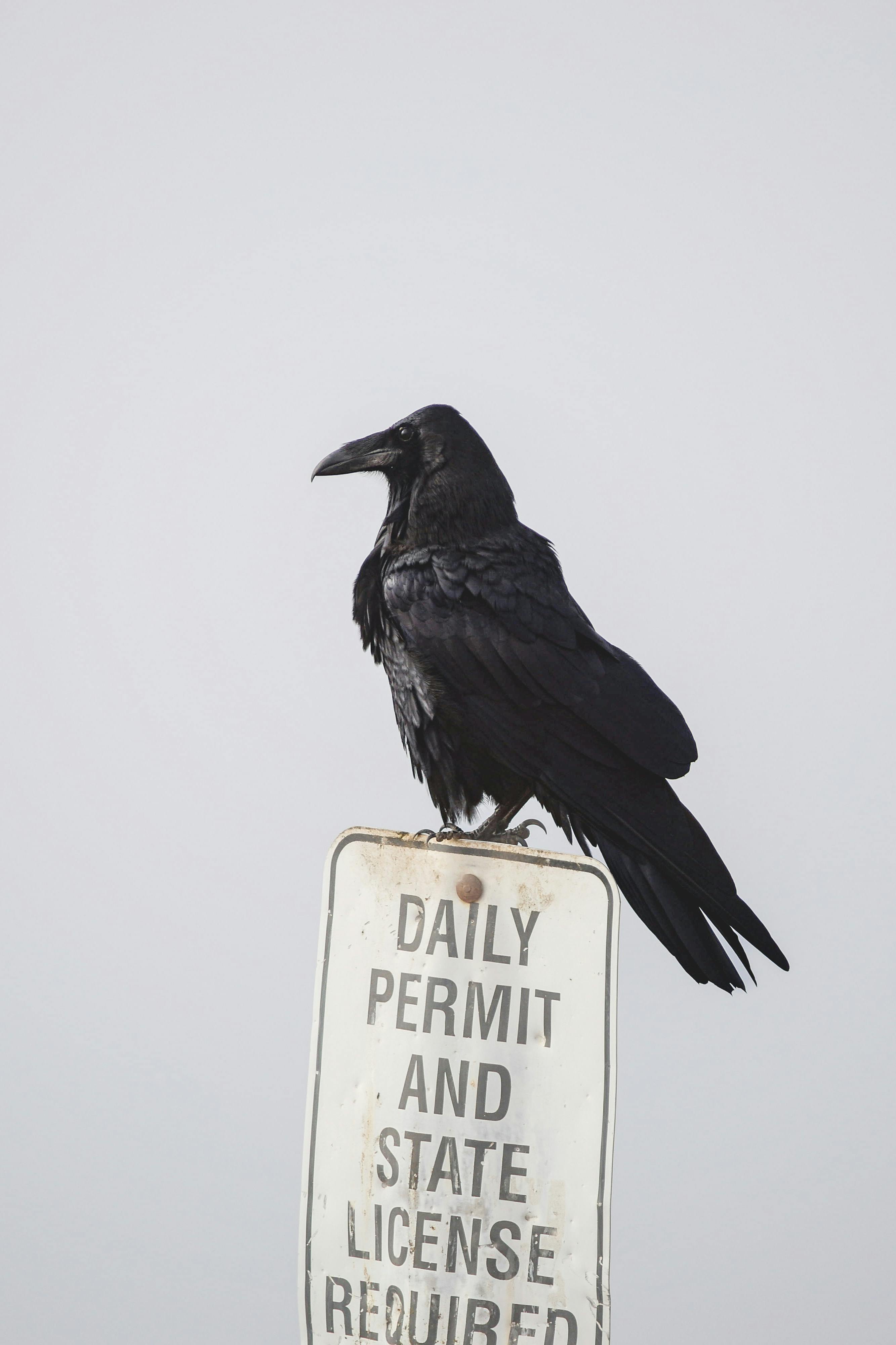 Raven Perched on Permit Sign in Foggy Weather · Free Stock Photo