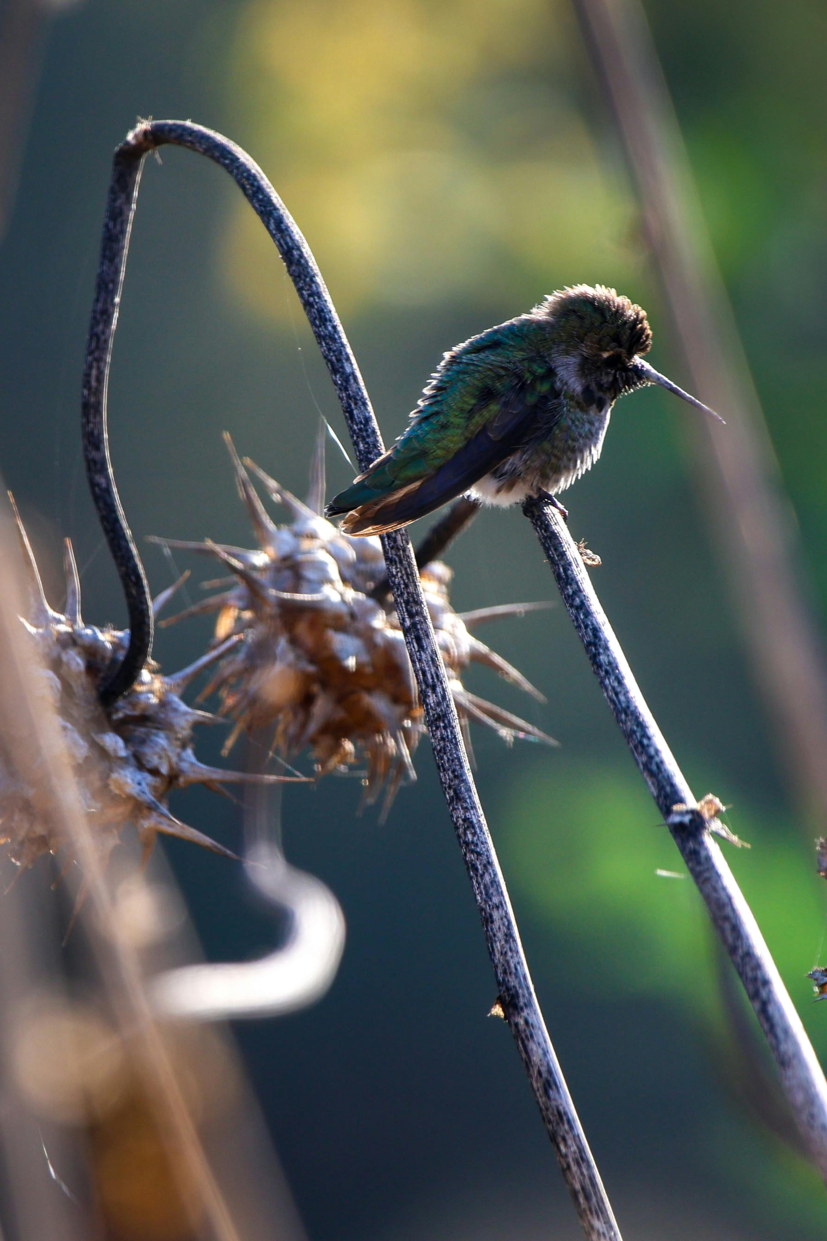 Close-up of a Hummingbird on a Branch in Nature · Free Stock Photo