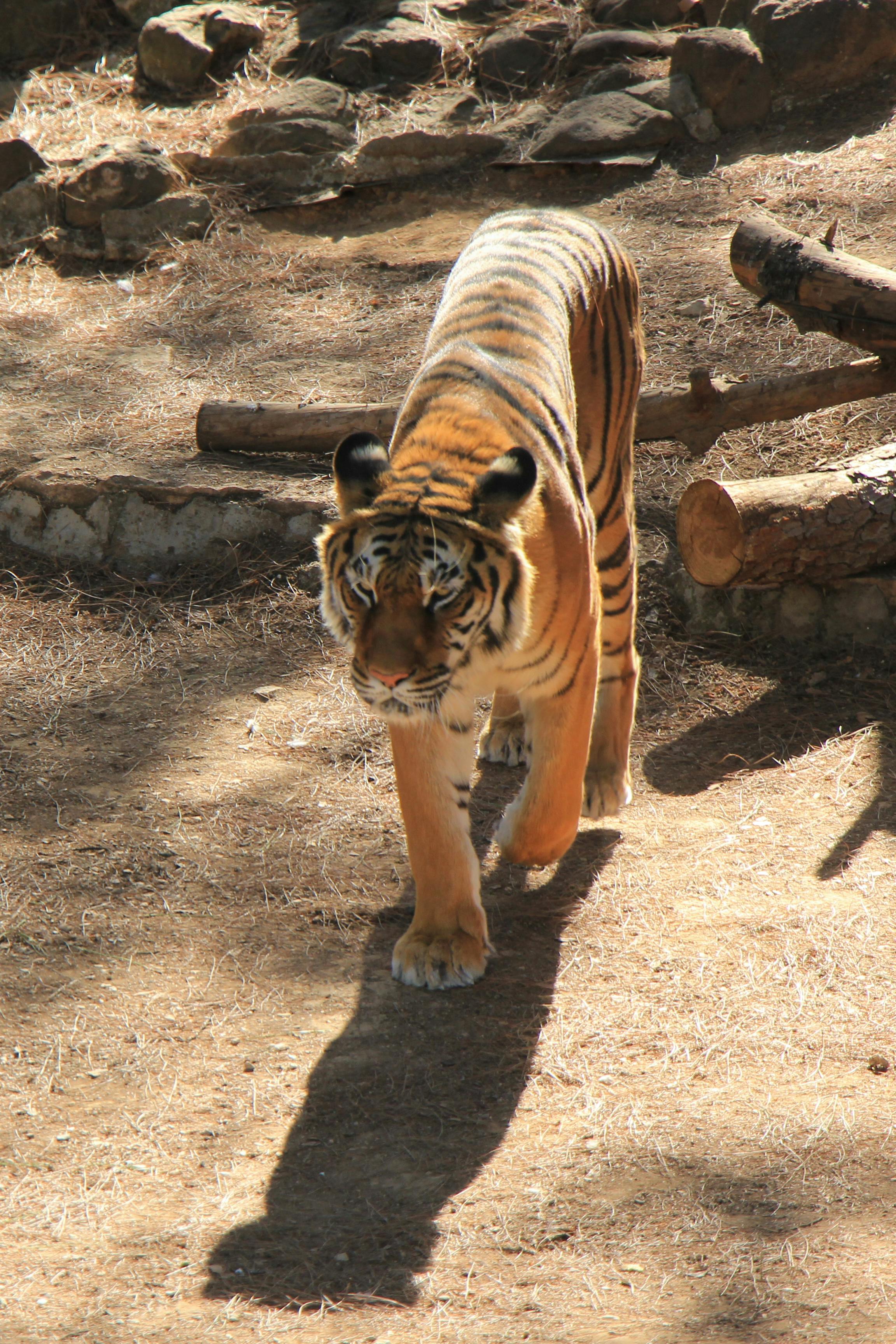 Tiger Tim Photos, Download The BEST Free Tiger Tim Stock Photos & HD Images