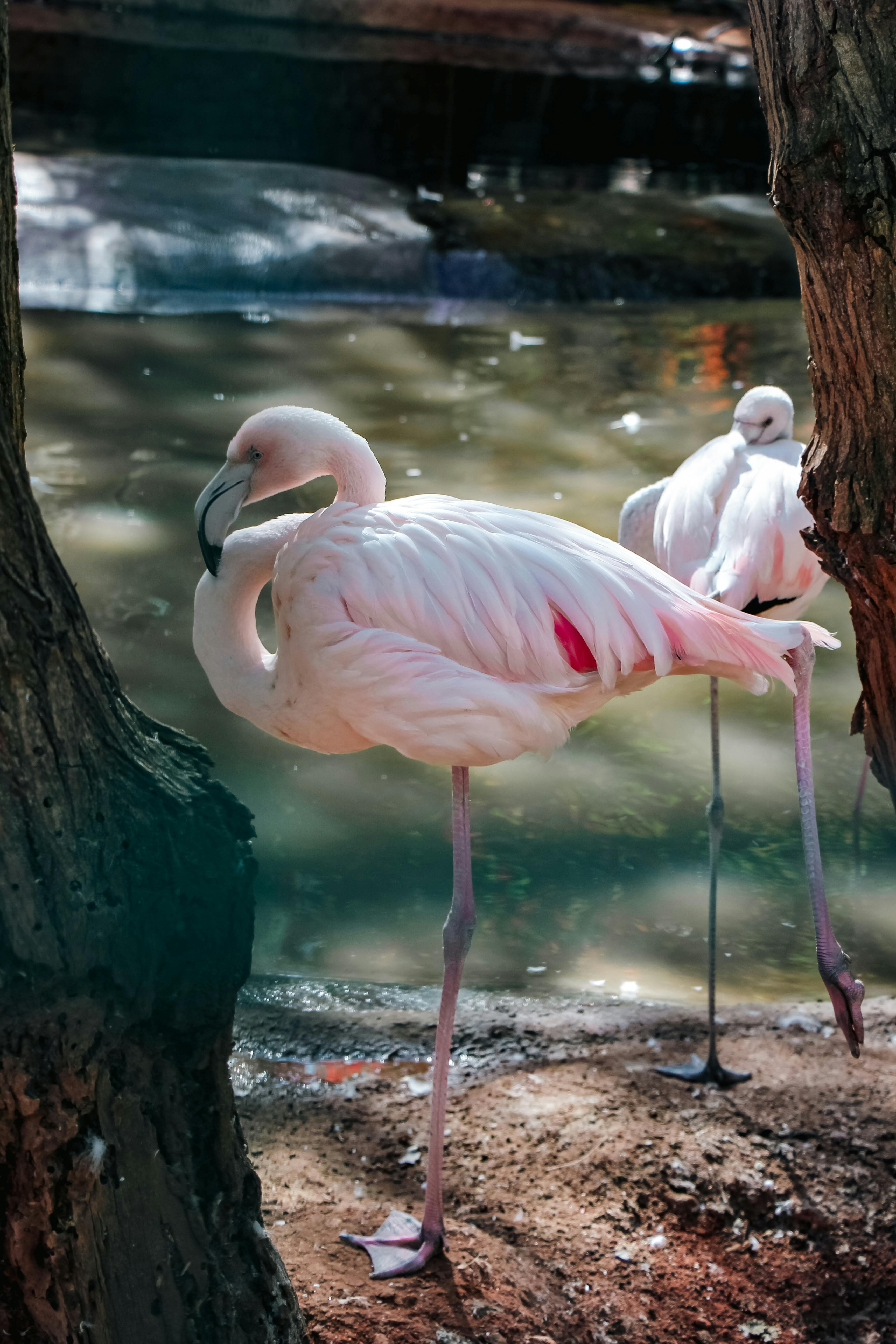 Pink Reflection Photos, Download The BEST Free Pink Reflection Stock ...