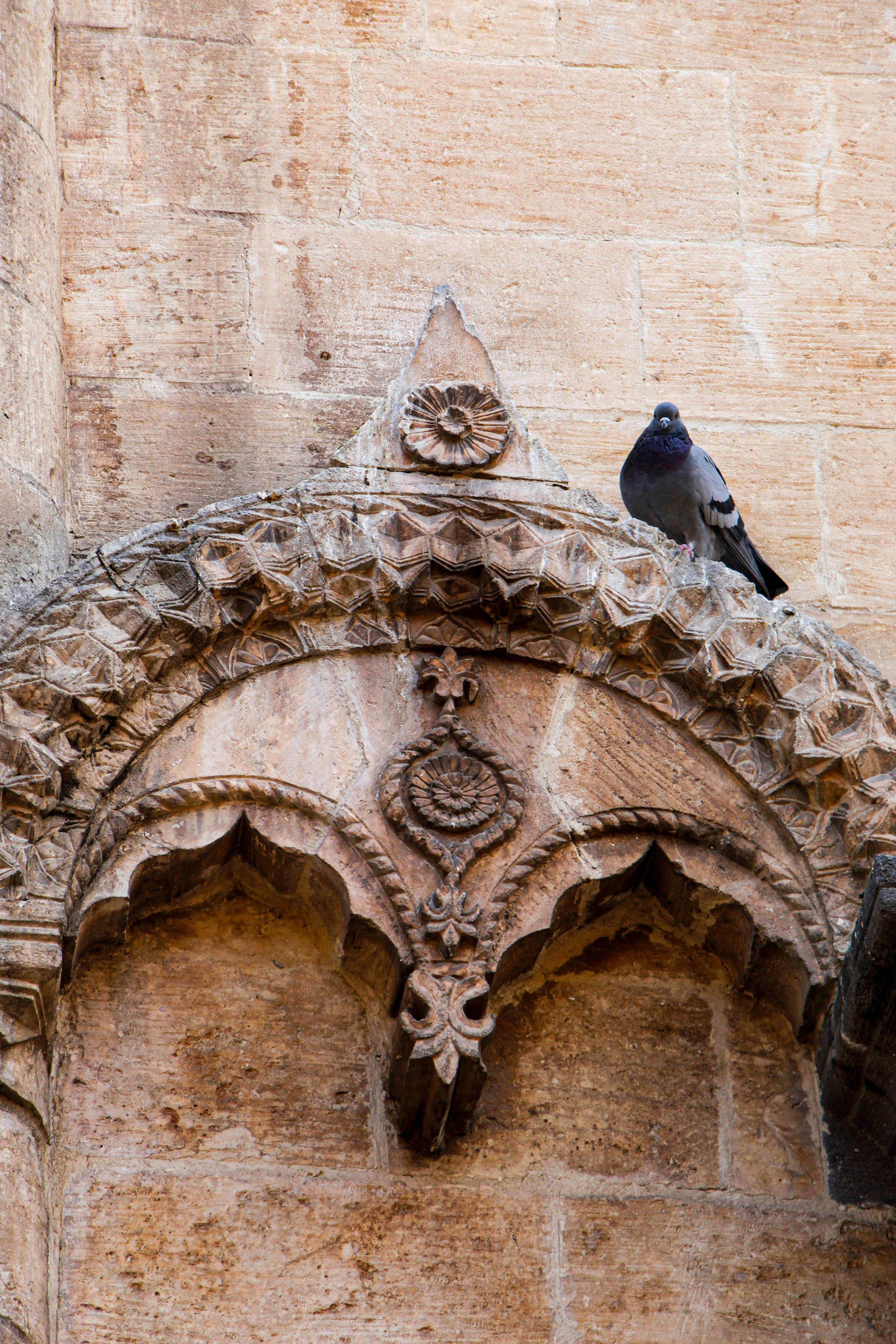 Pigeon Resting on Ornate Gothic Stone Arch · Free Stock Photo