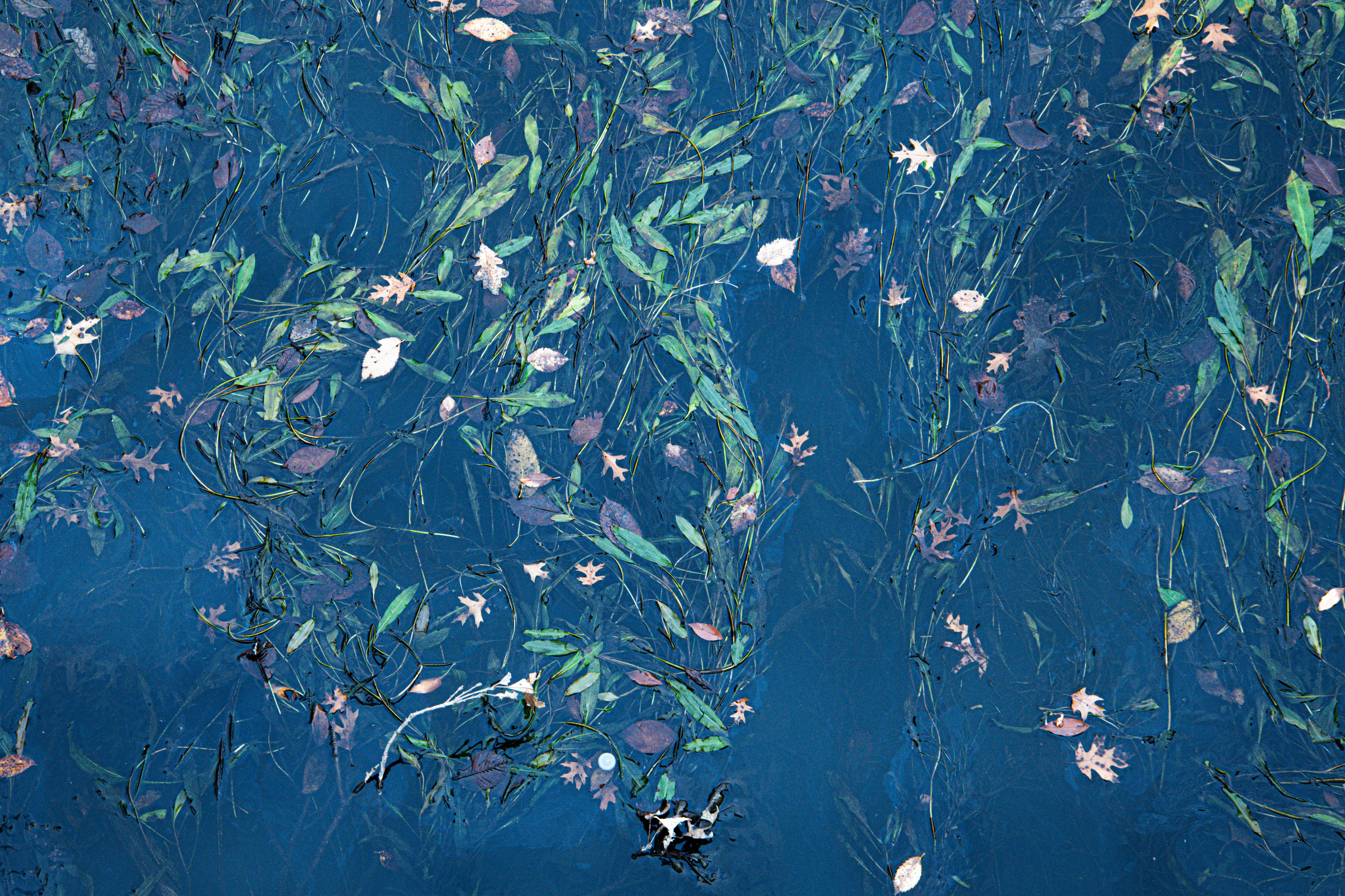 Serene Water Surface with Floating Leaves and Reeds · Free Stock Photo
