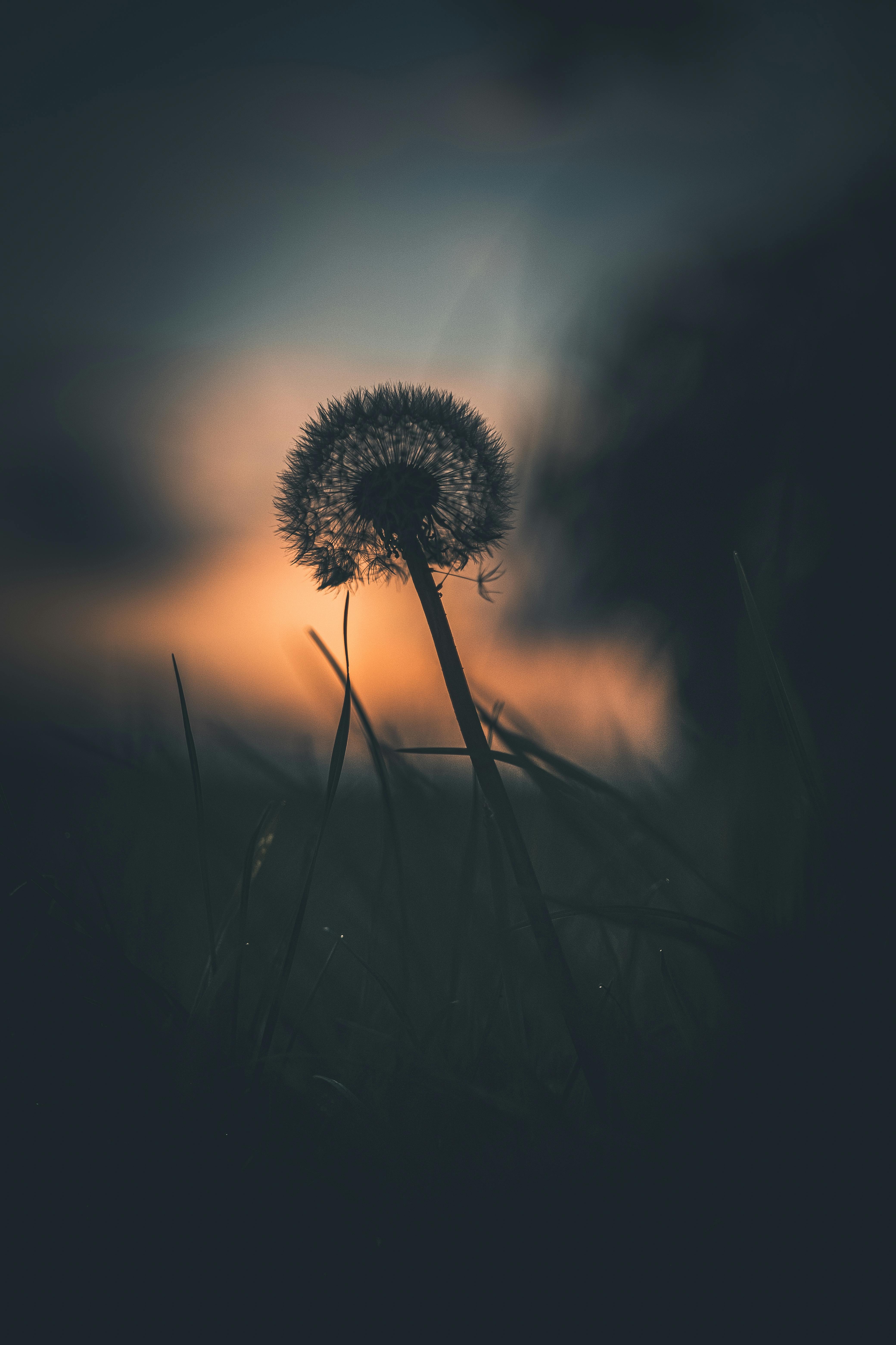 Dandelion Sunset Photos, Download The BEST Free Dandelion Sunset Stock ...