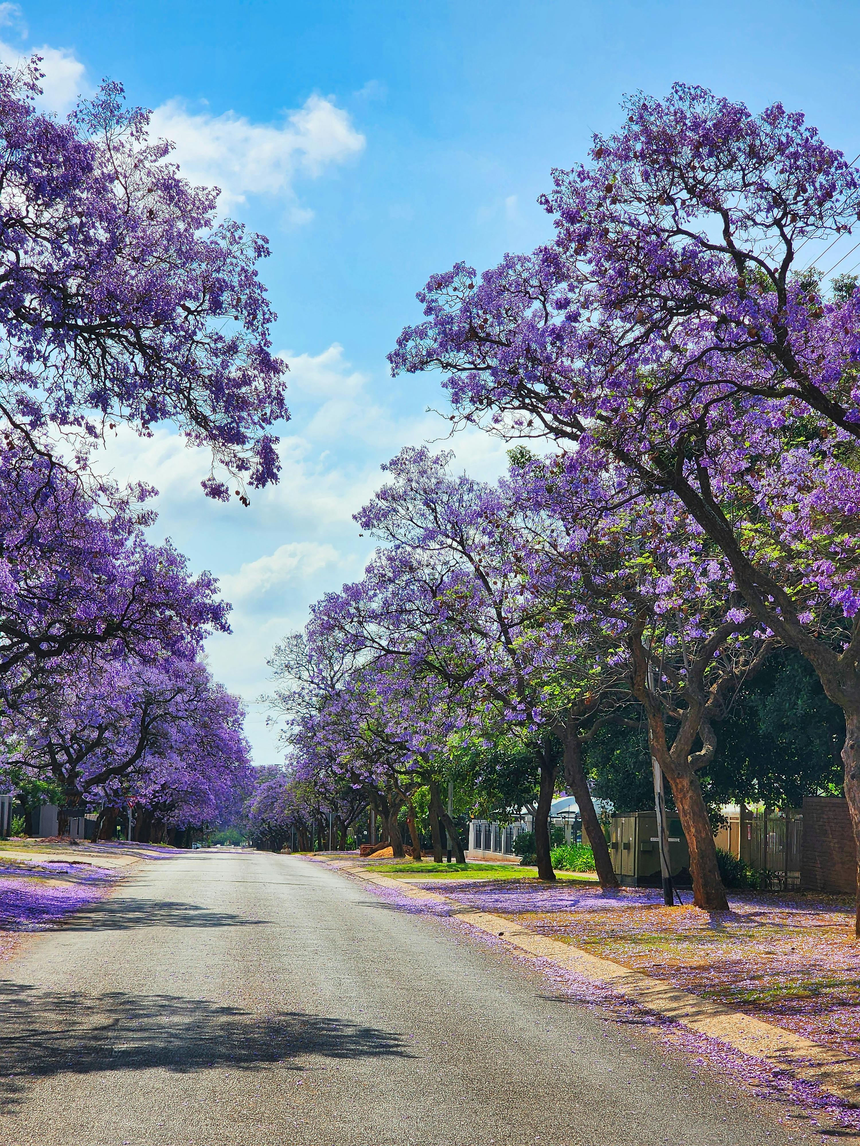 Purple Trees in Spring · Free Stock Photo