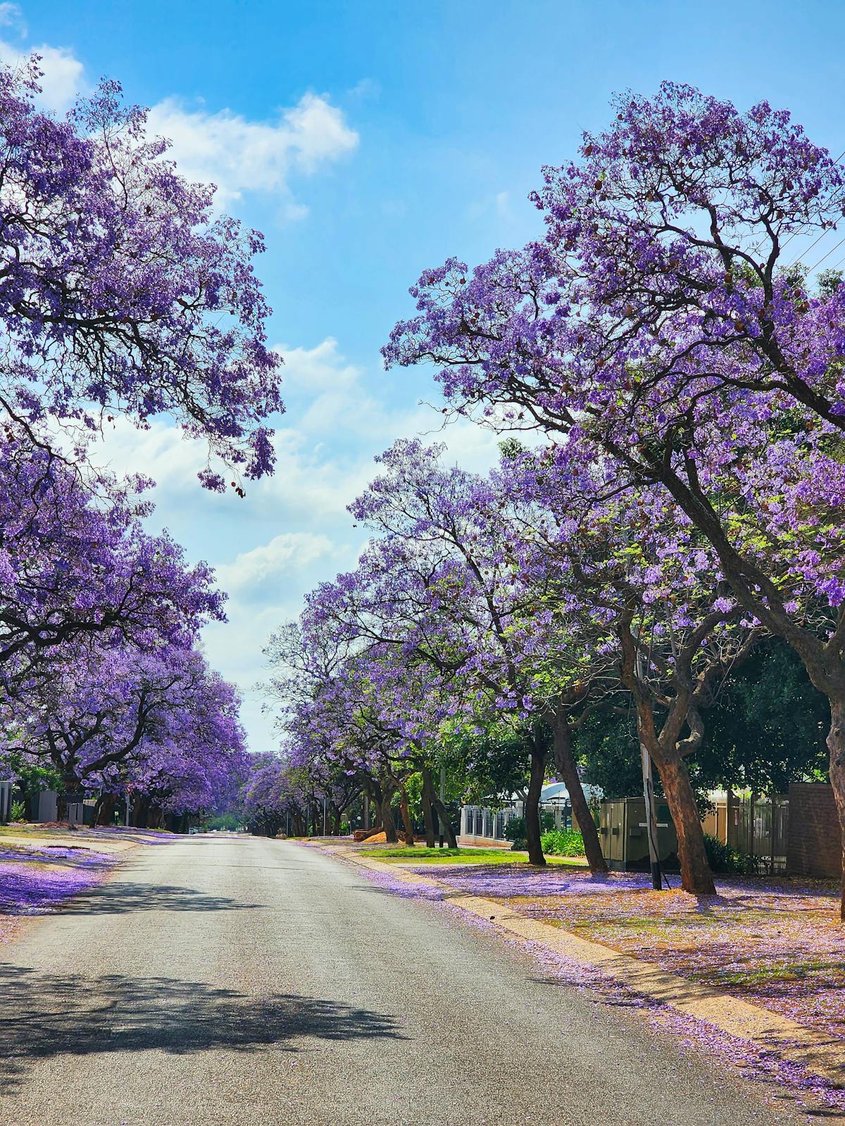 Jacaranda Tree Photos, Download The BEST Free Jacaranda Tree Stock ...