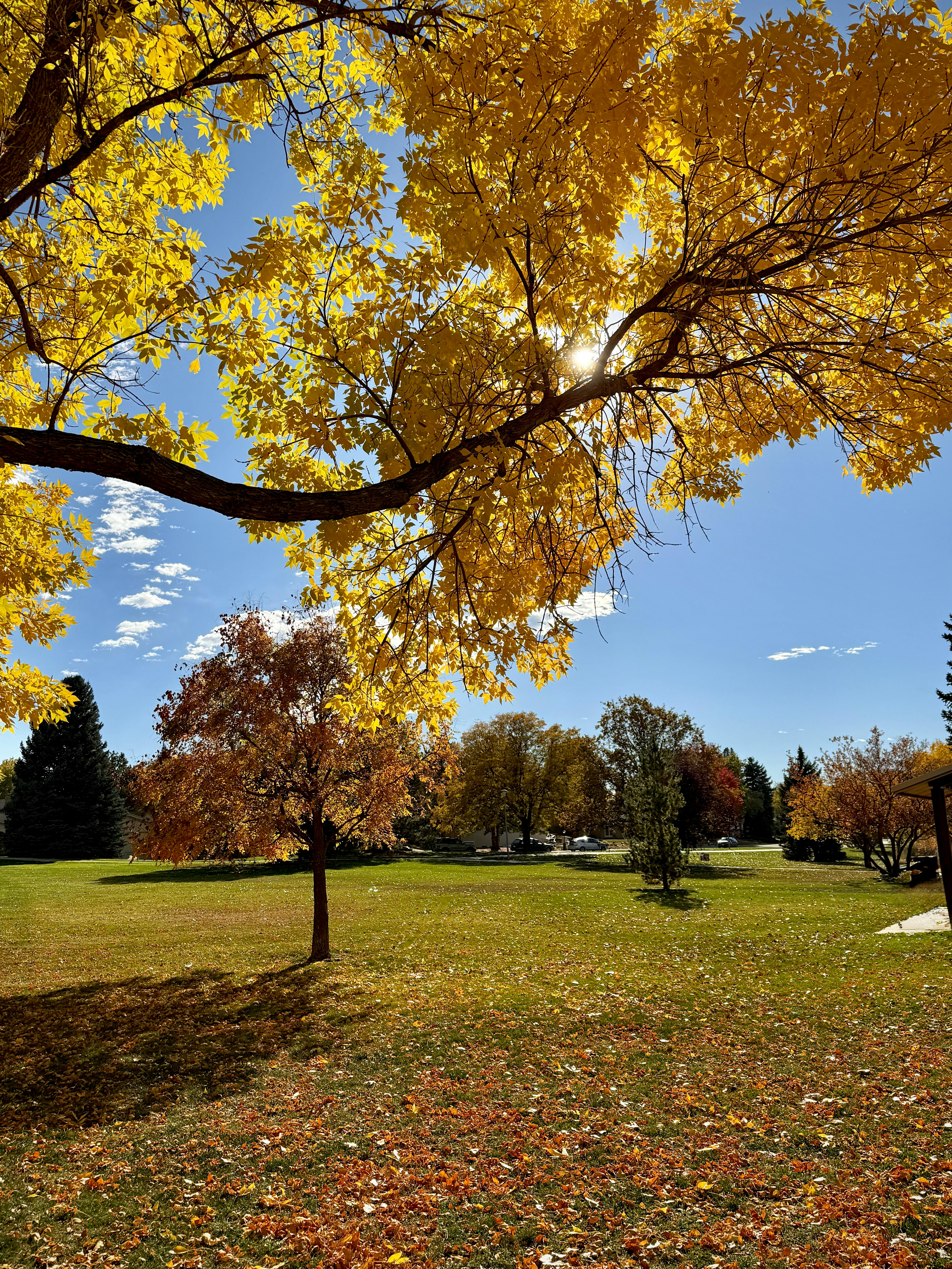 Vibrant Fall Foliage in Longmont Park · Free Stock Photo