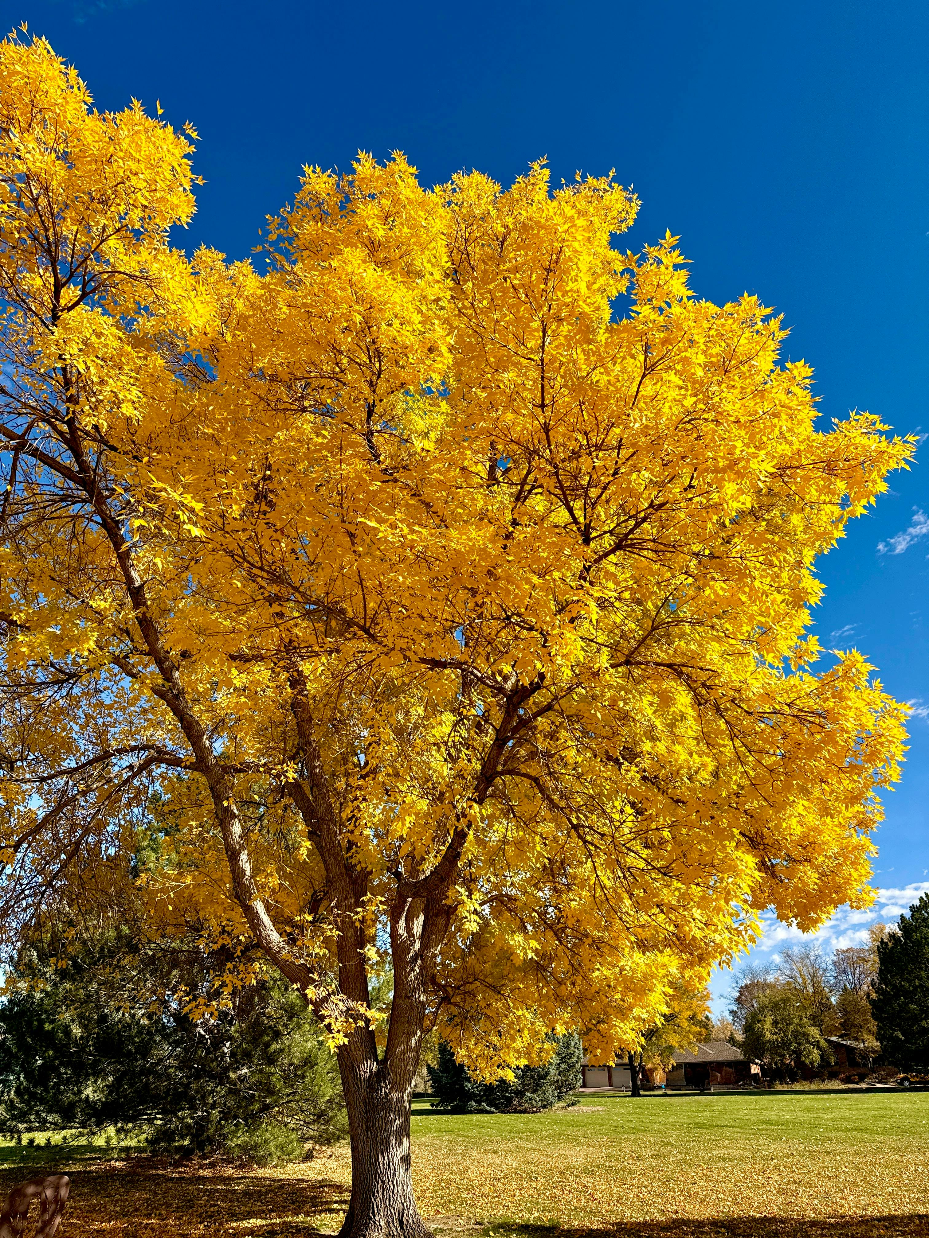 Vibrant Yellow Autumn Tree in Longmont Park · Free Stock Photo