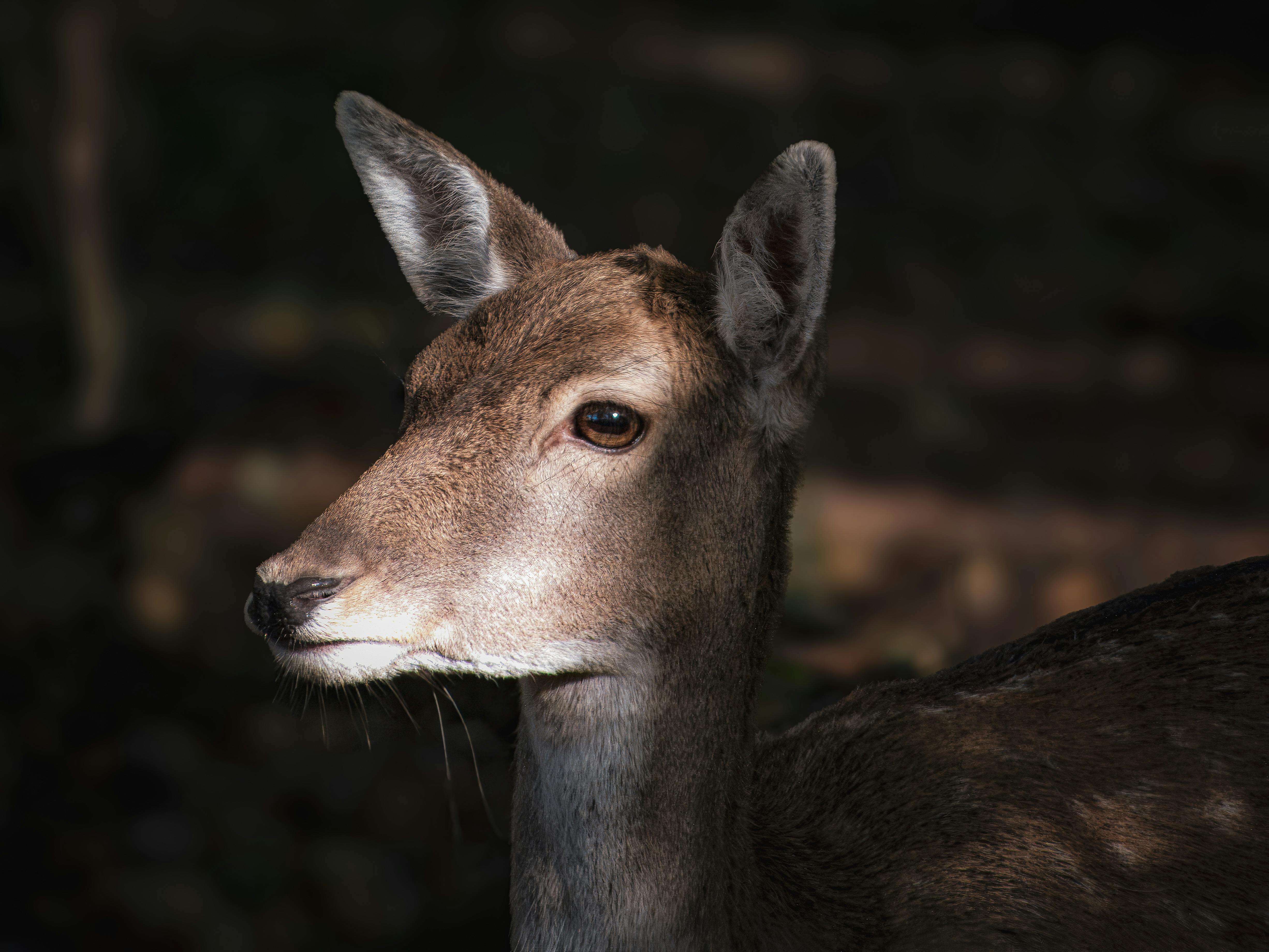 Profile Pics Photos, Download The BEST Free Profile Pics Stock Photos ...