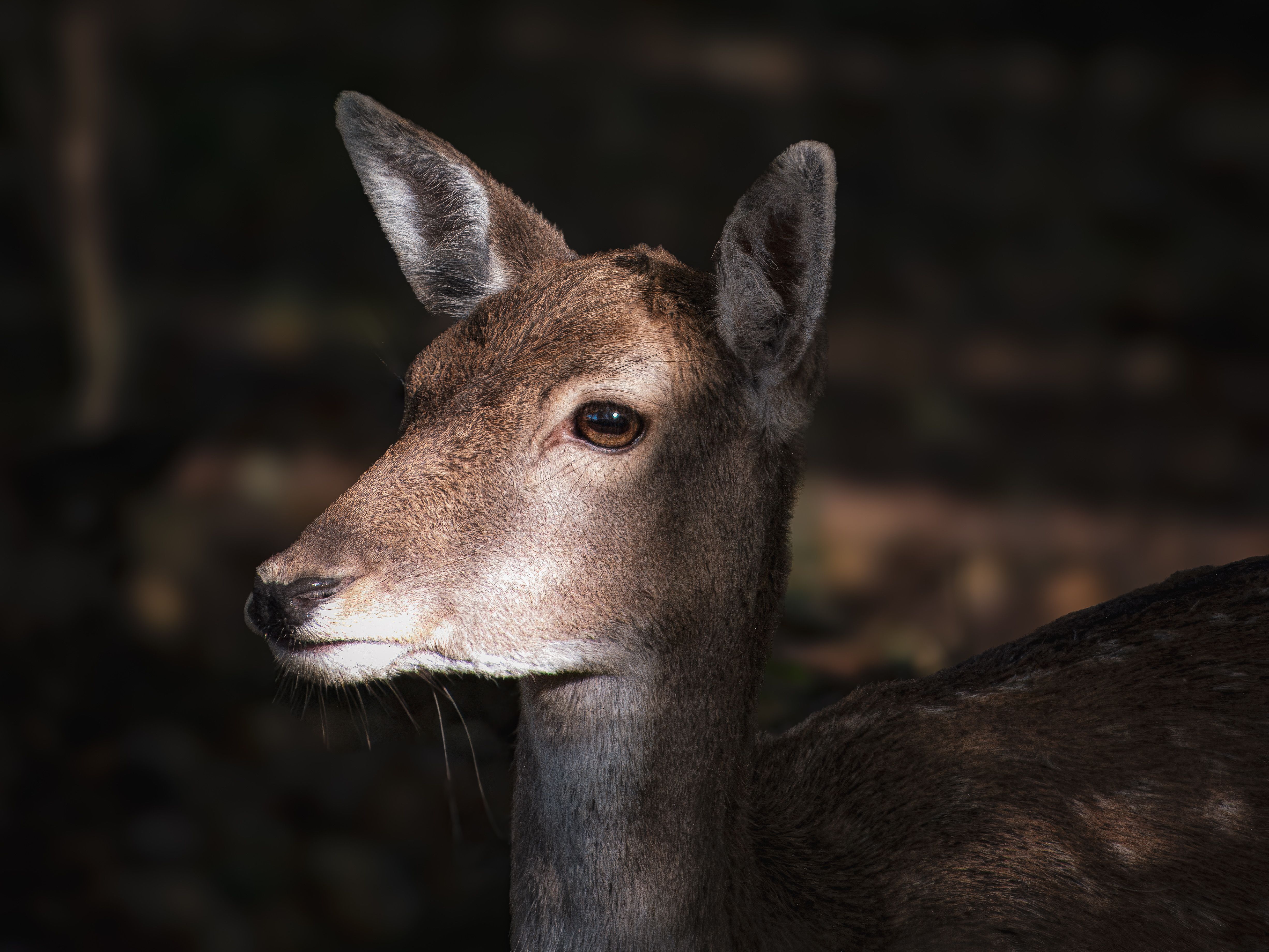 Portrait of a Deer in Natural Habitat · Free Stock Photo