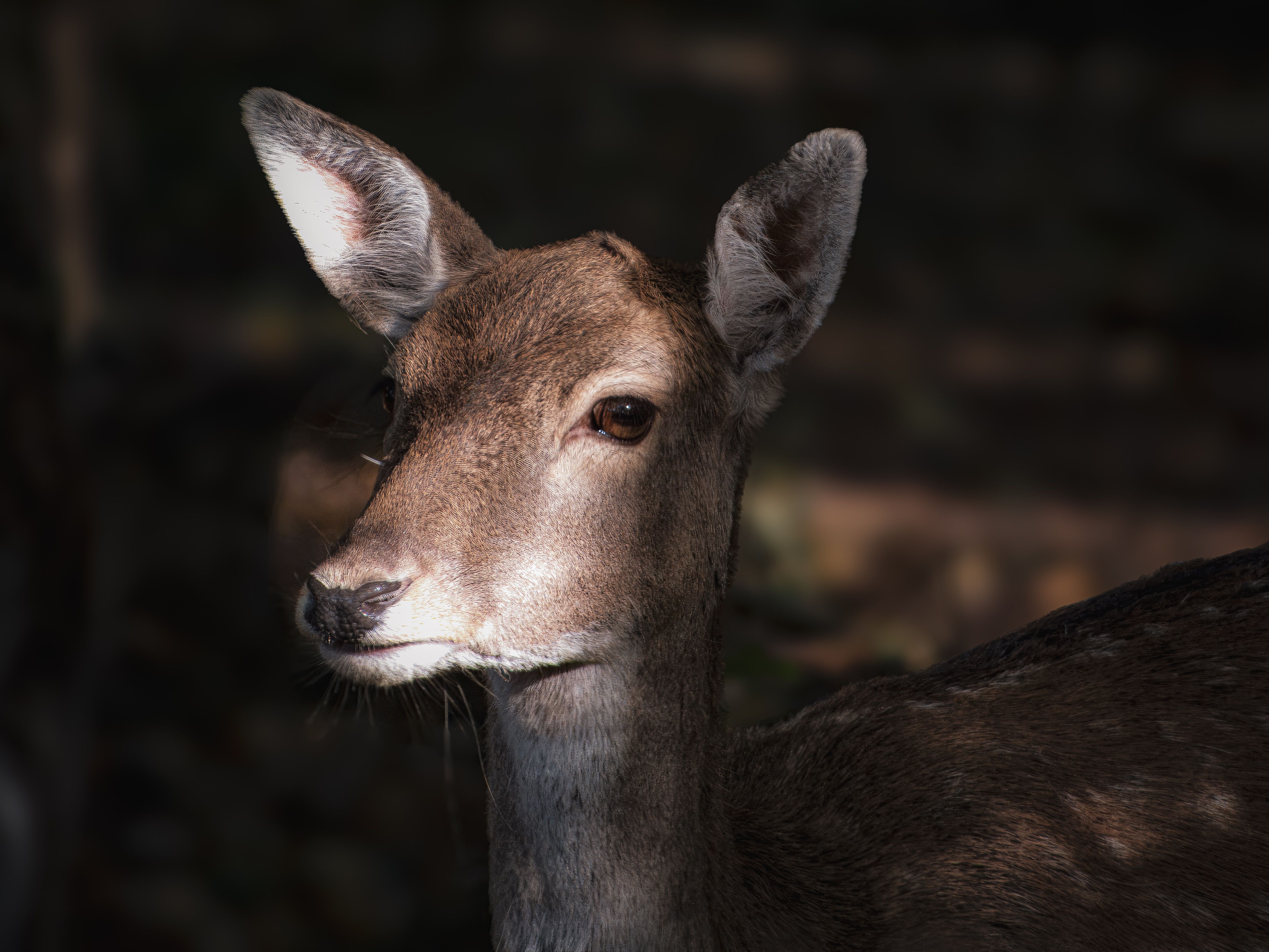 Close-up Portrait of a Deer in Natural Habitat · Free Stock Photo