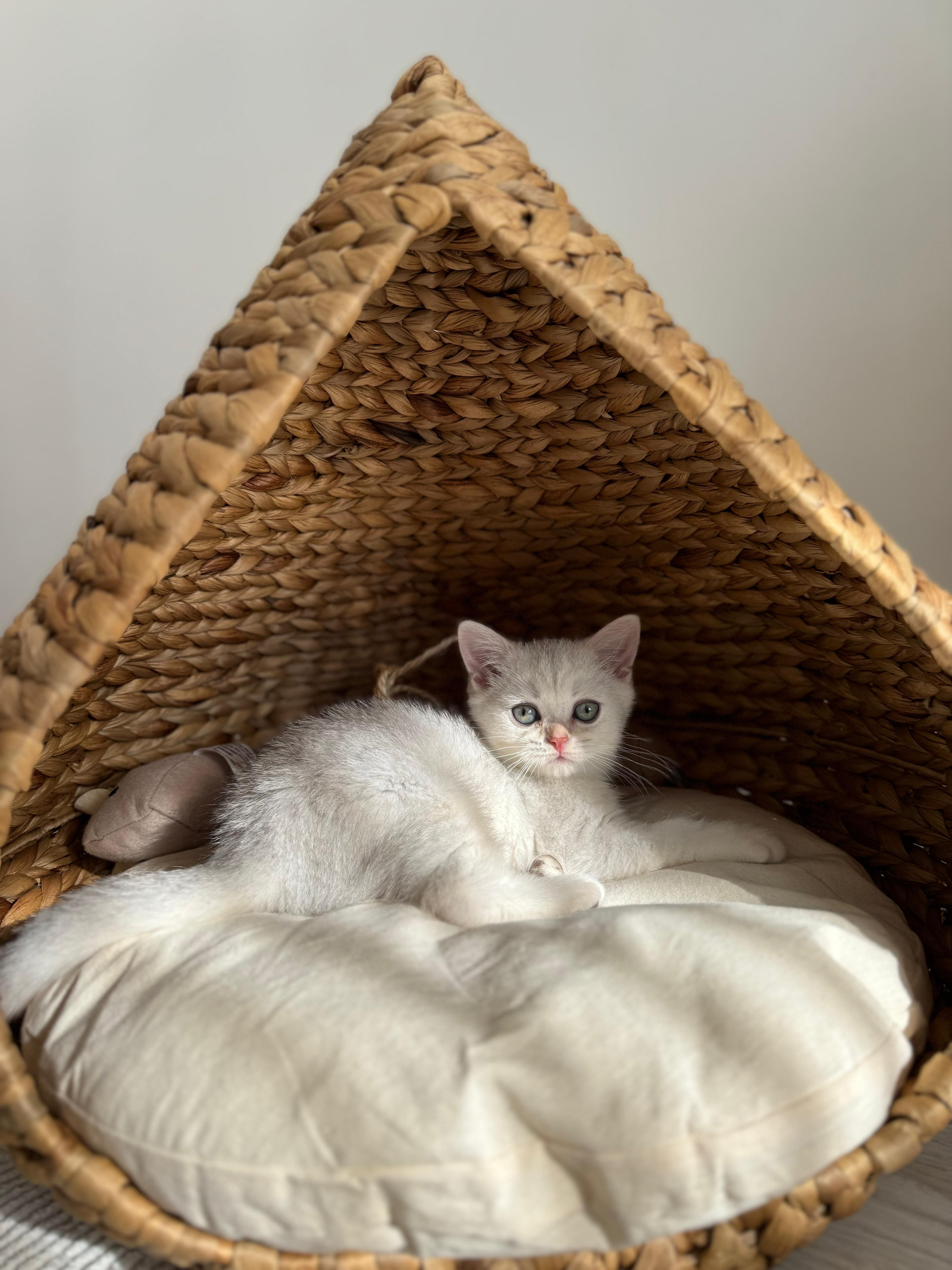 Adorable White Kitten in Woven Cat House · Free Stock Photo