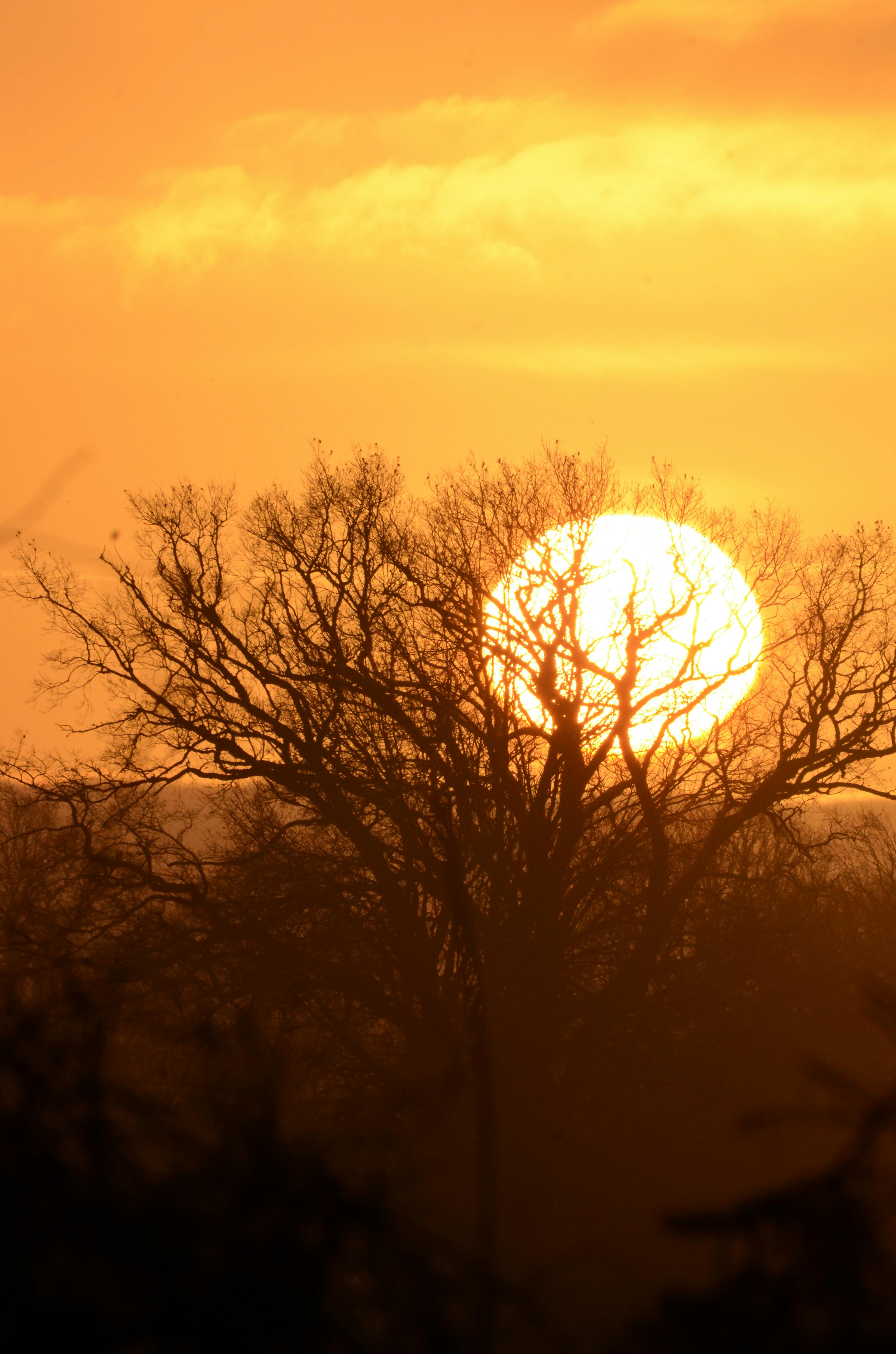 Silhouette of Tree at Sunset · Free Stock Photo