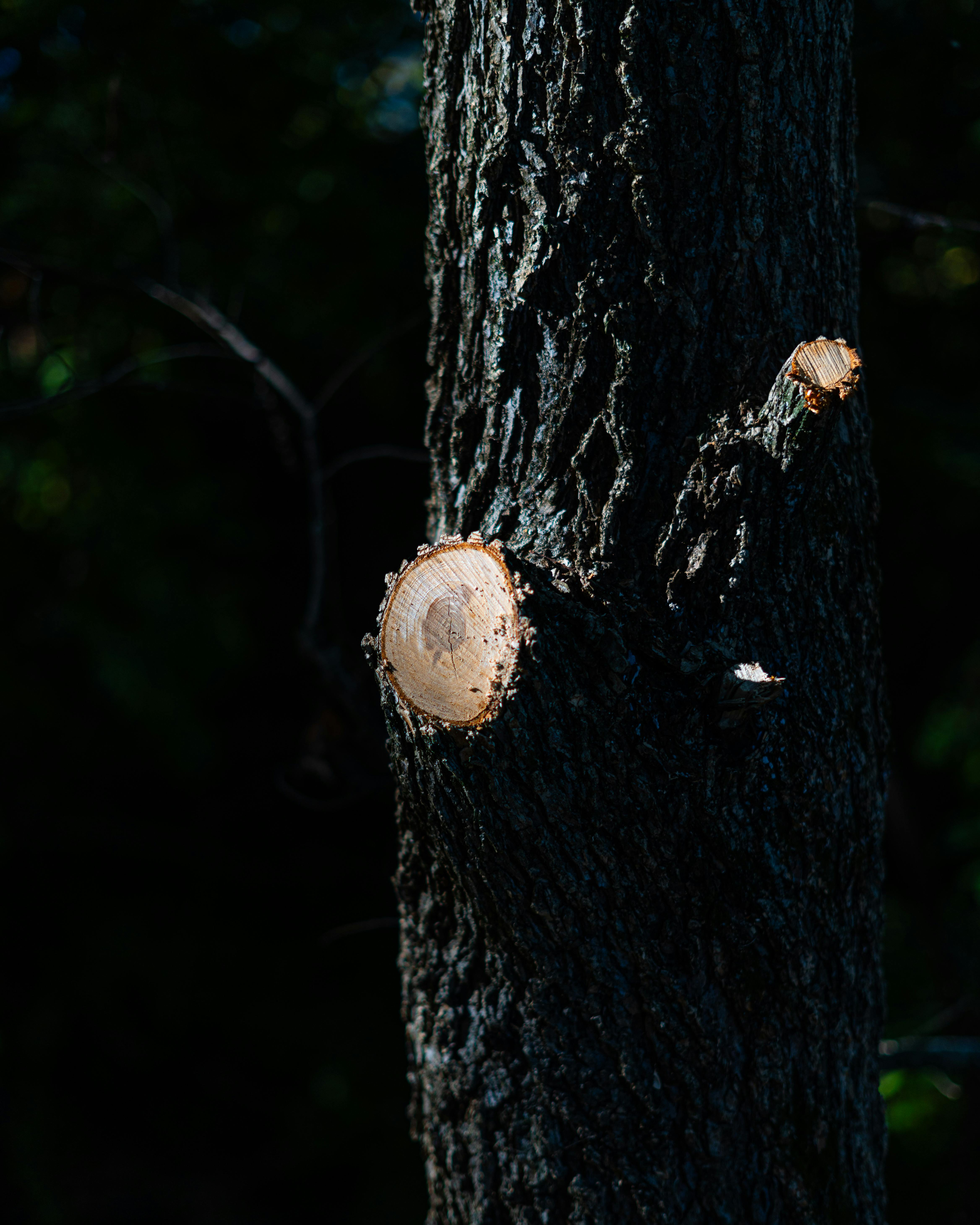 Prune Trees Photos, Download The BEST Free Prune Trees Stock Photos ...