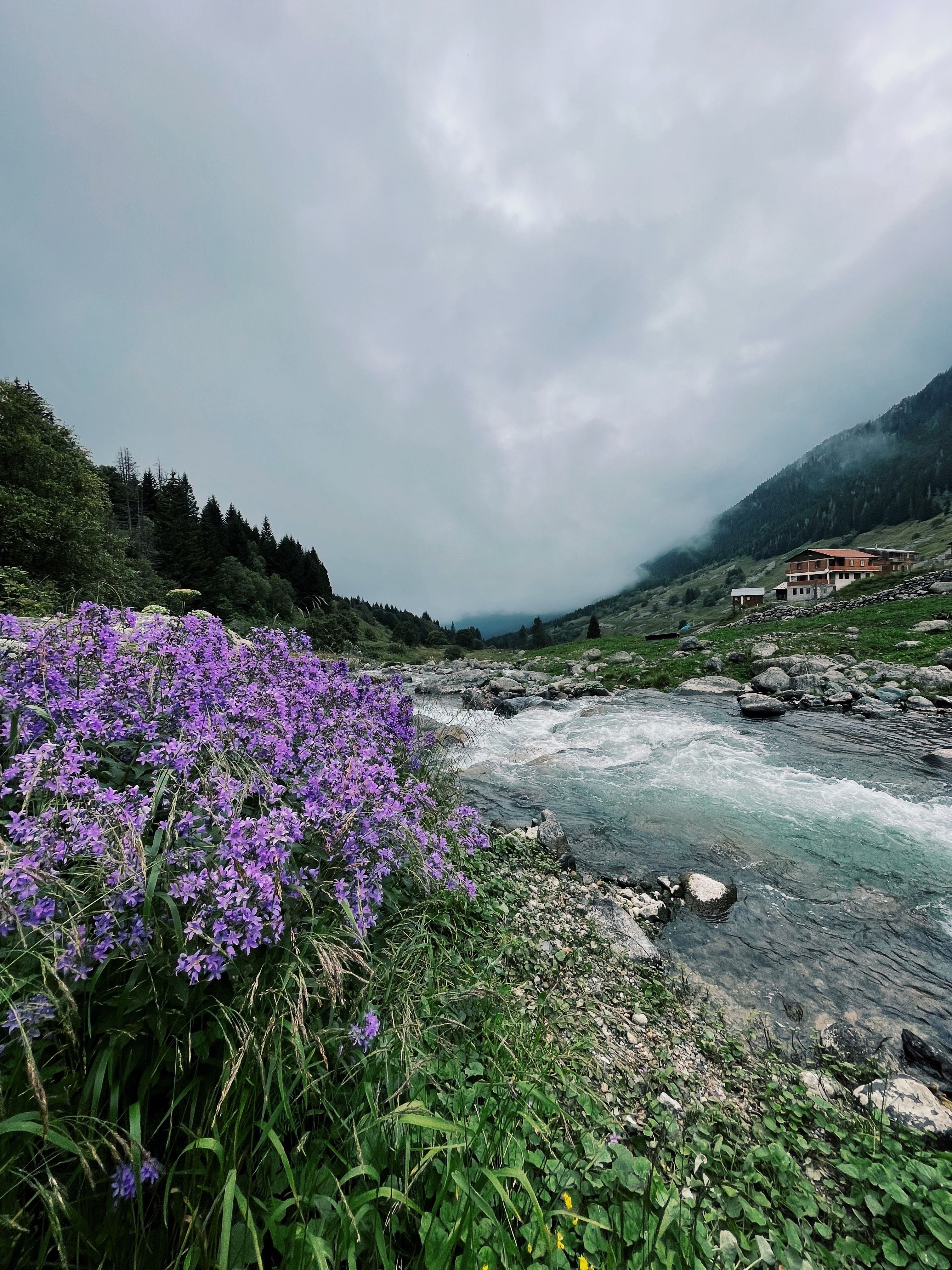 Scenic River View in Rize with Purple Flowers · Free Stock Photo