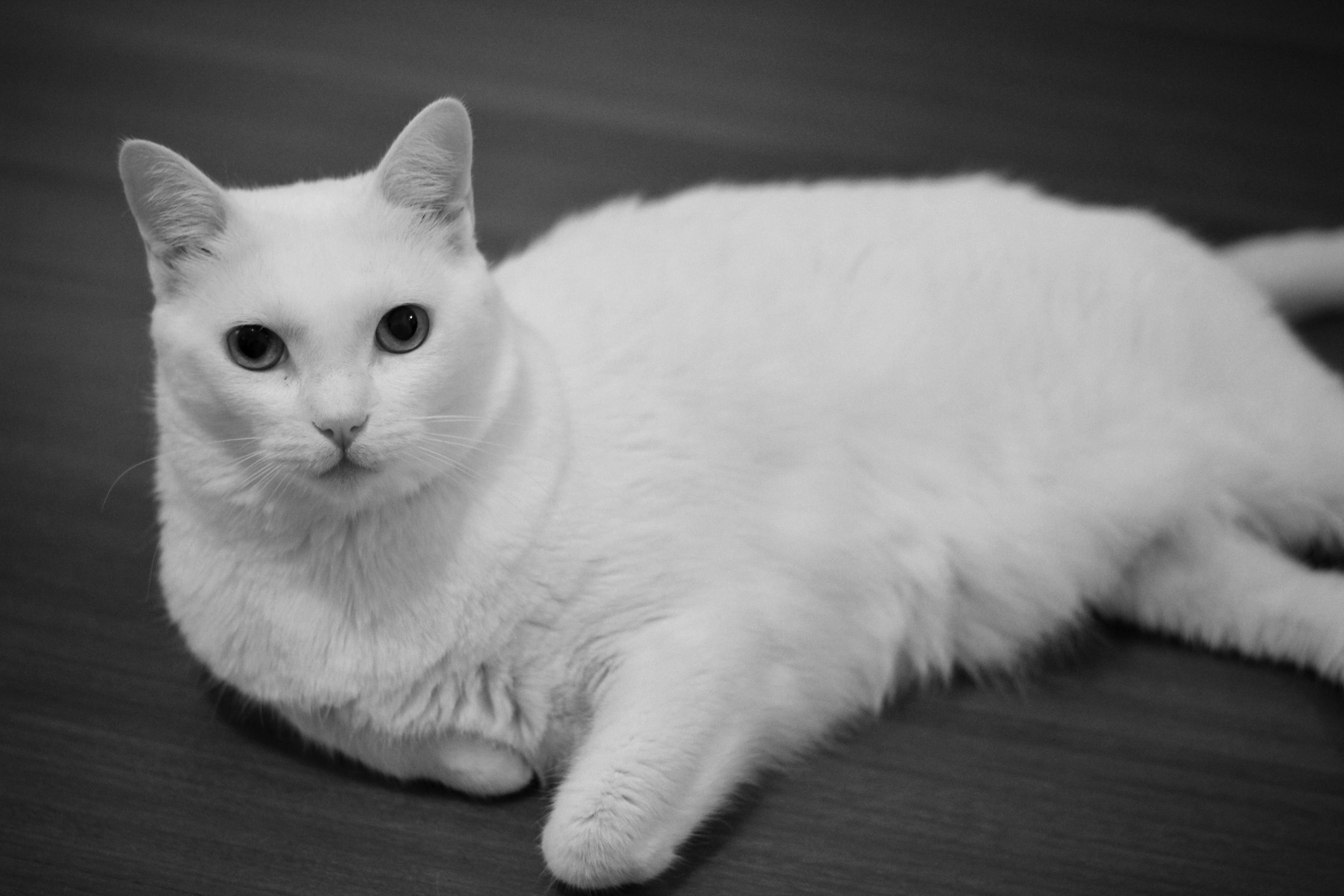 Elegant White Cat in Black and White · Free Stock Photo