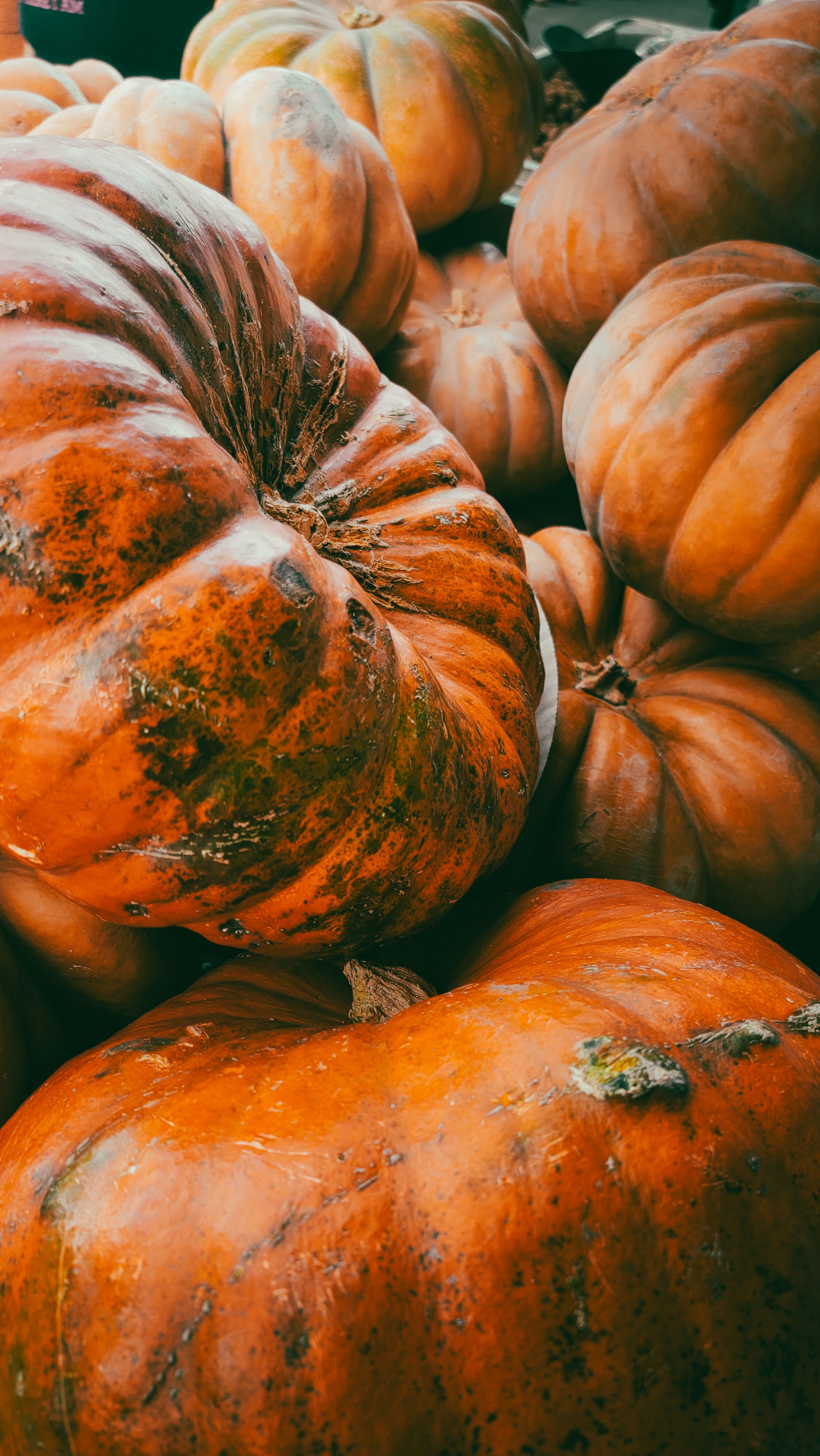 Pile of Large Orange Pumpkins for Autumn Decor · Free Stock Photo