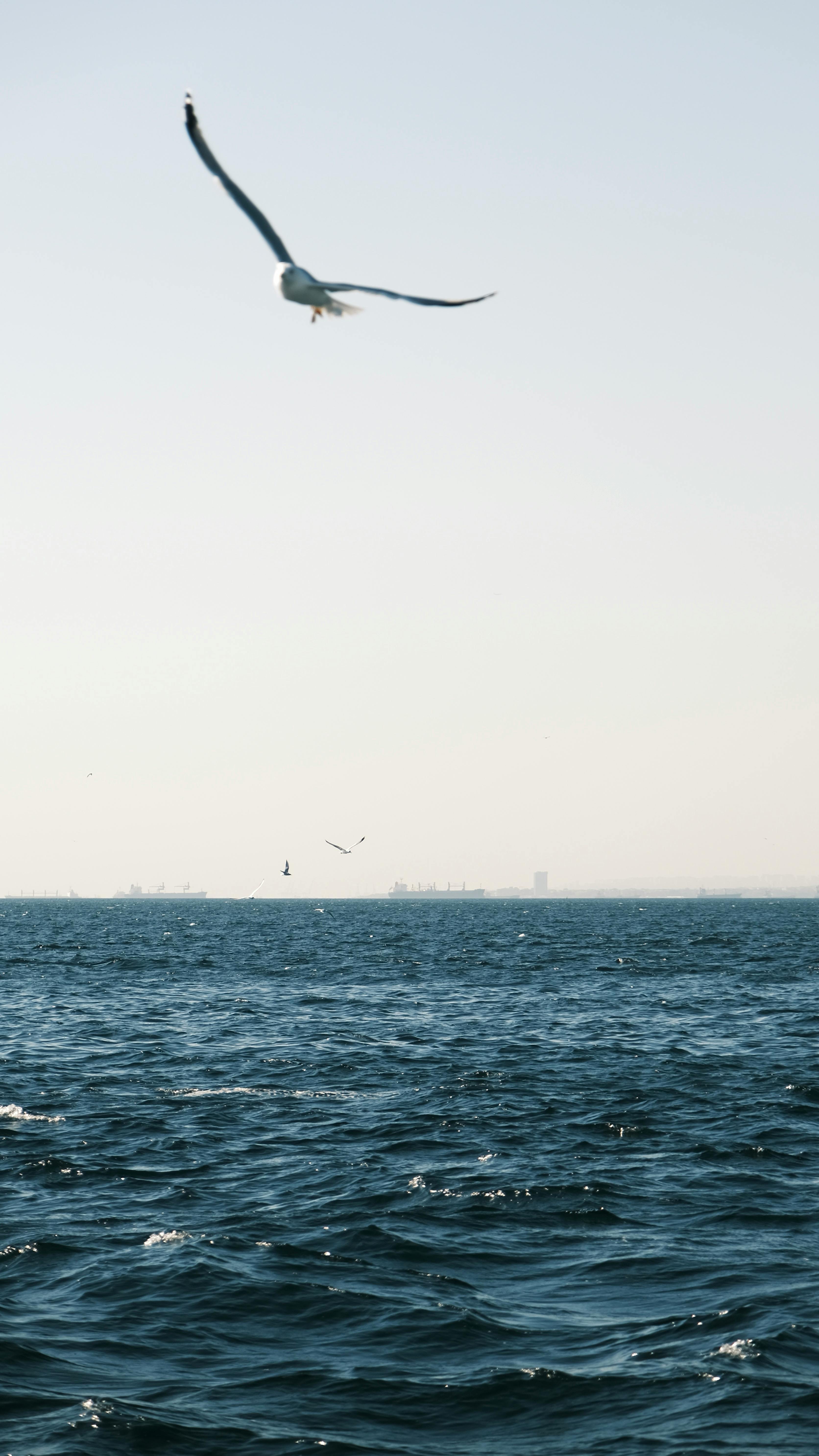 Seagull Soaring Over Blue Ocean Waters · Free Stock Photo