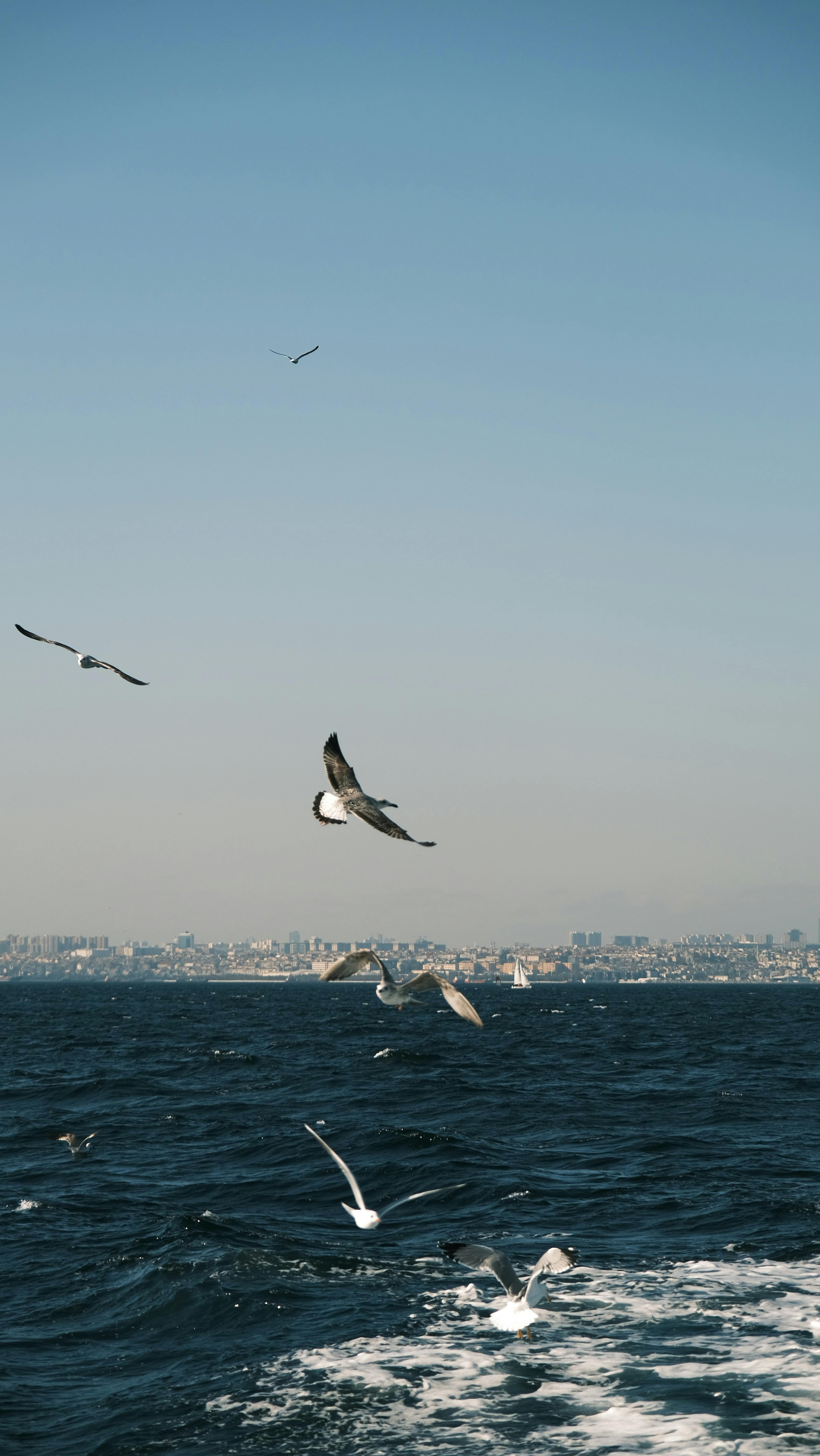 Seagulls Soaring Over Ocean Near Coastal City · Free Stock Photo