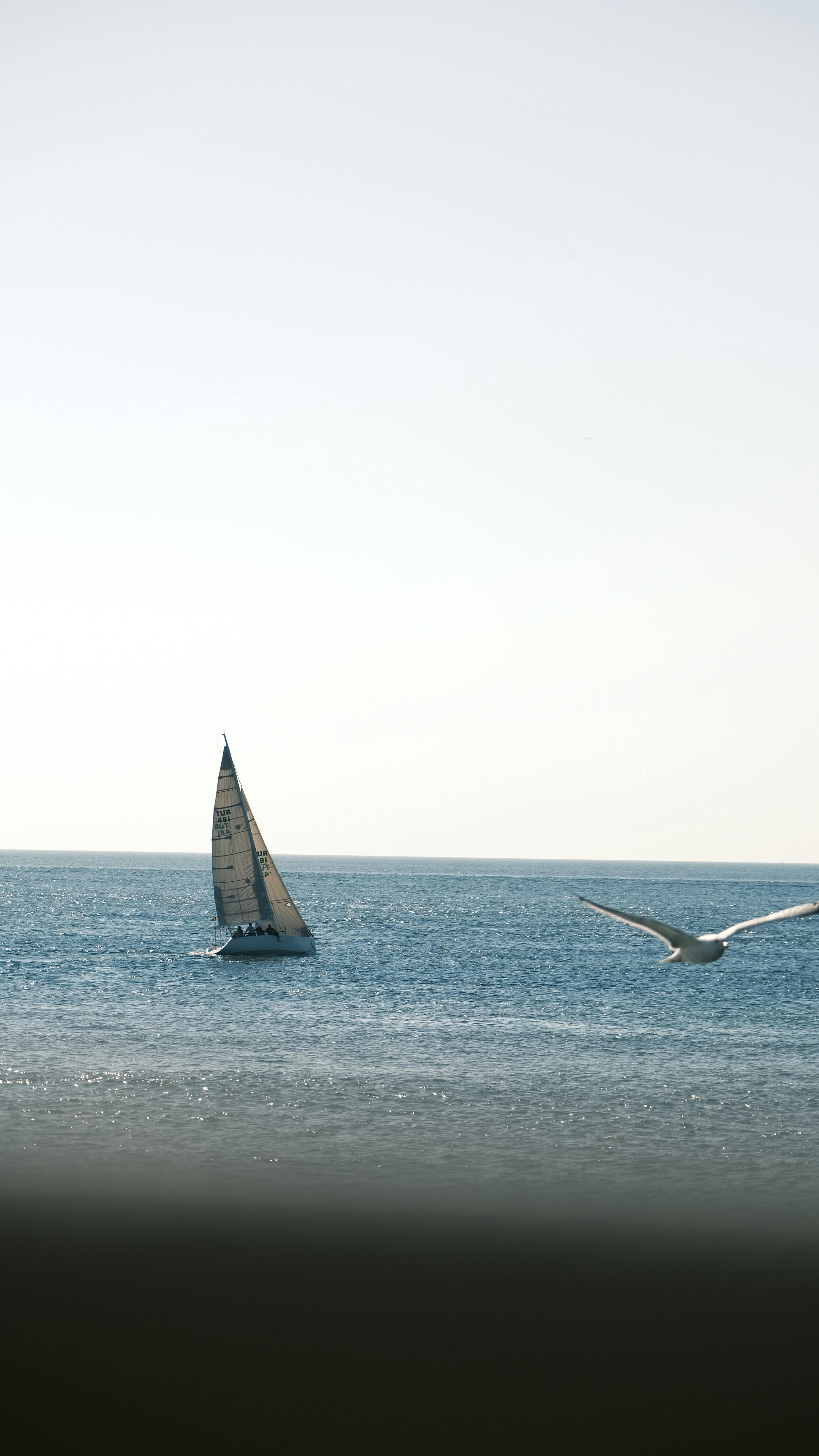 Sailboat on Calm Sea with Seagull in Flight · Free Stock Photo