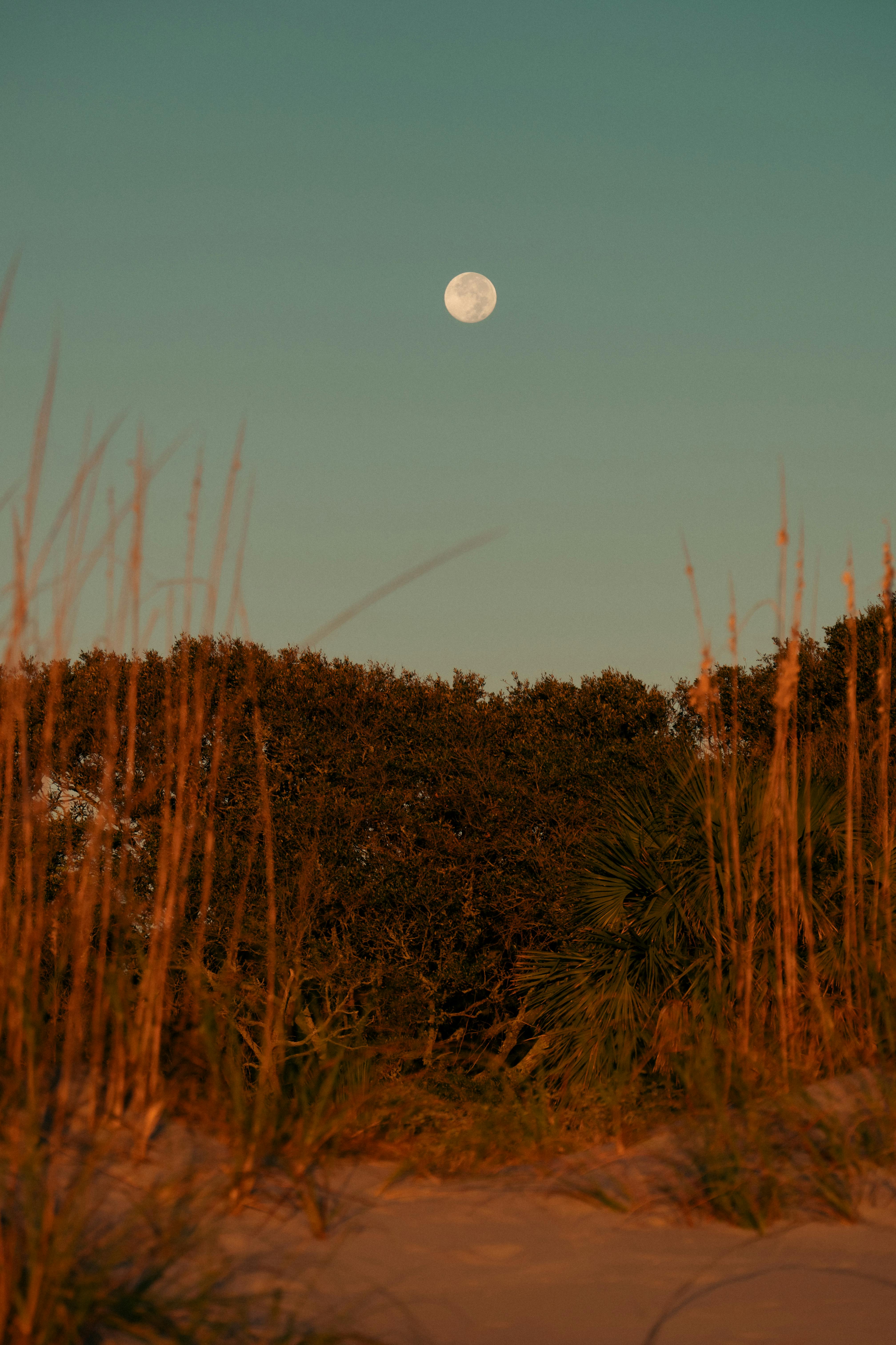 Paisagem Iluminada Pela Lua Com Gramíneas E árvores Altas · Foto ...