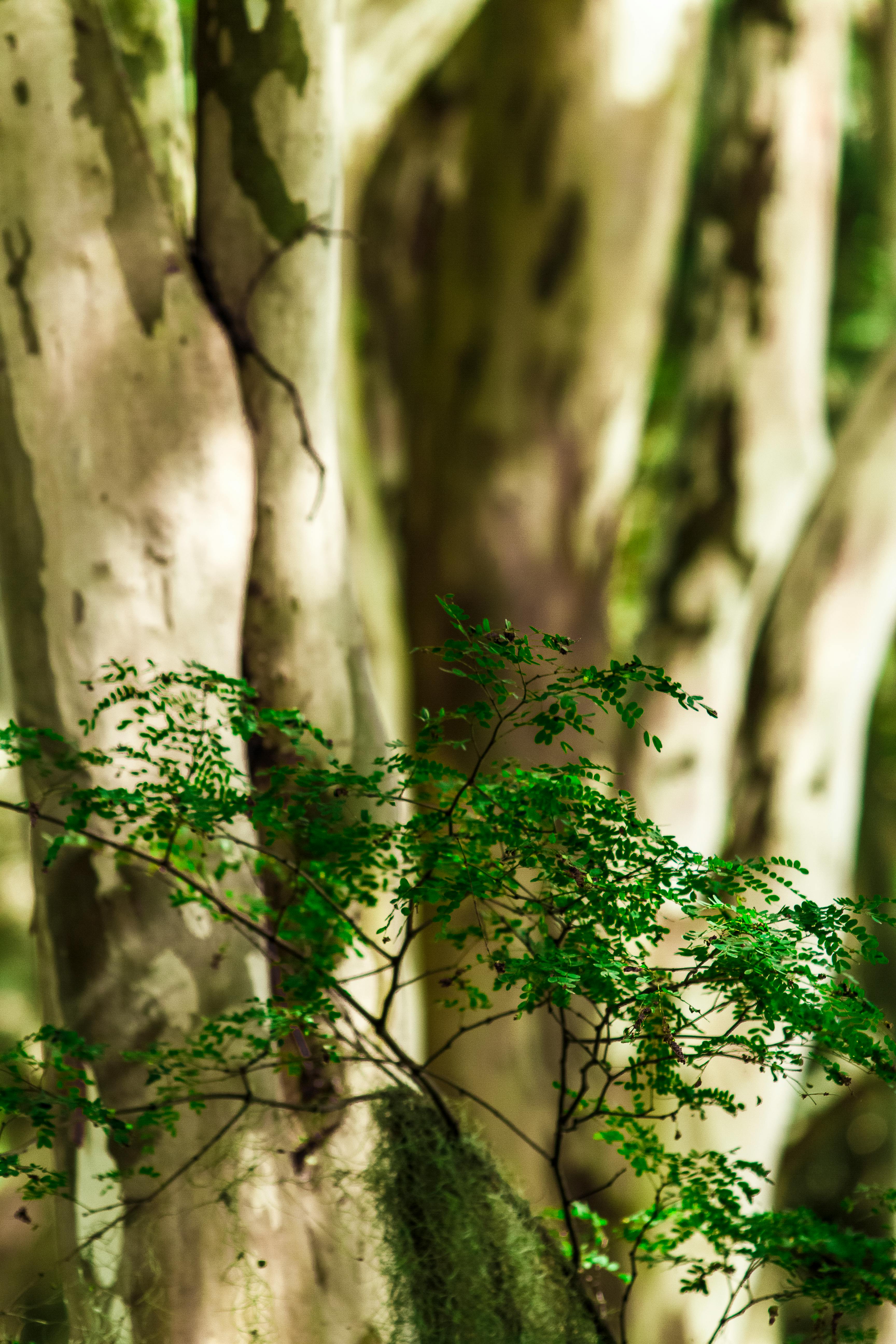 Hutan Yang Tenang Dengan Pohon Pohon Yang Disinari Matahari Dan Tanaman ...