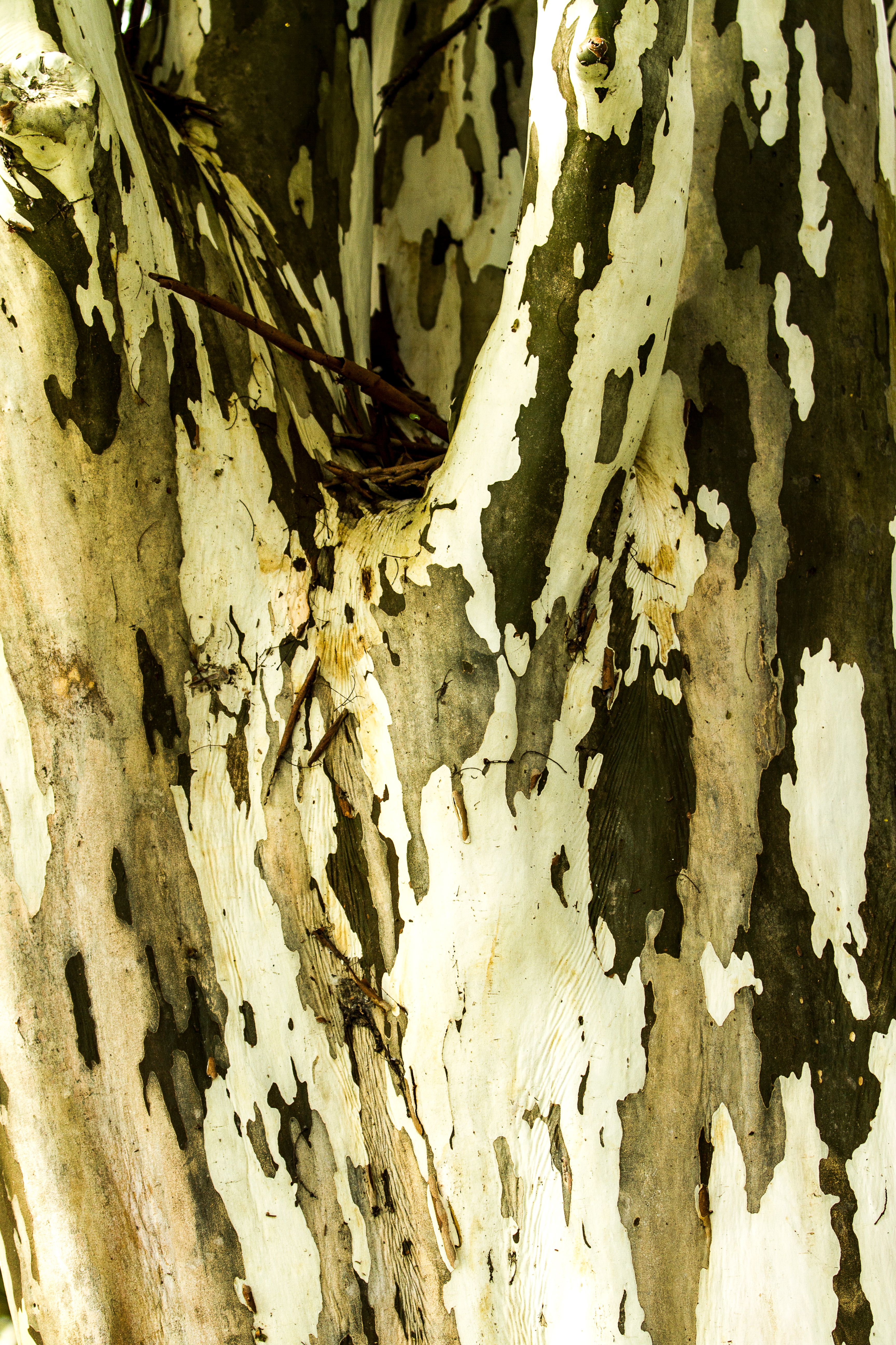 Close-up of Spotted Bark on Tree Trunk · Free Stock Photo