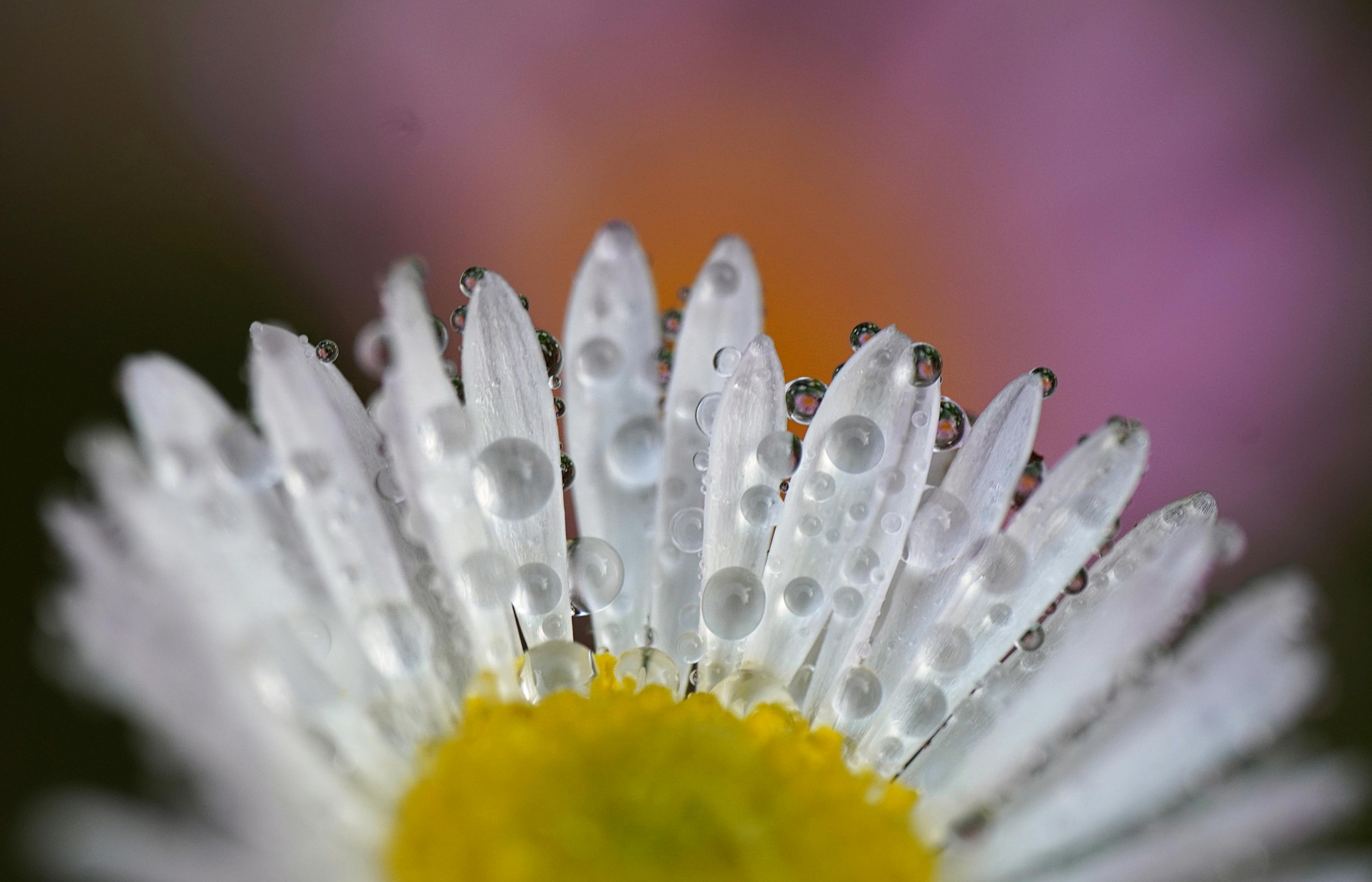 Close-up of Daisy with Water Droplets · Free Stock Photo